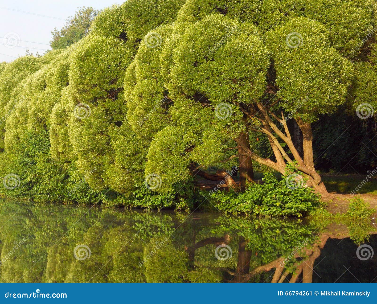 Curly trees stock image. Image of park, trees, fluffy - 66794261