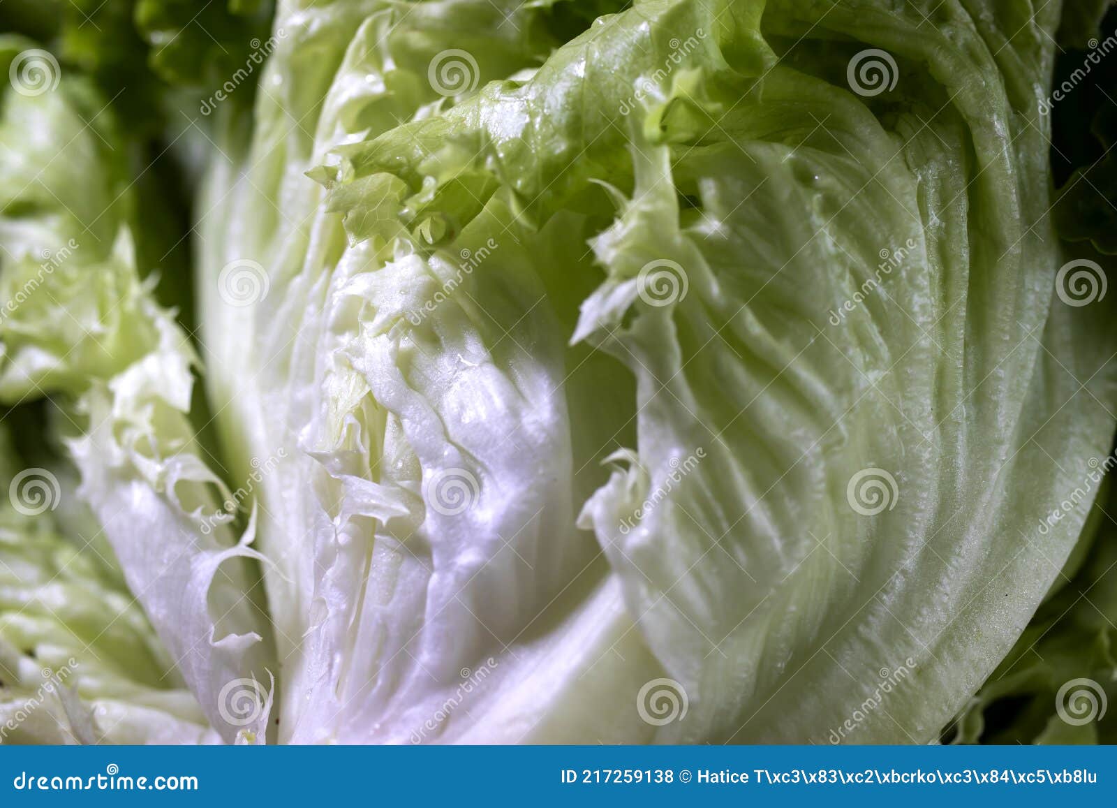 Curly Vegetable, Lettuce, Close-up Vegetable Texture. Stock Photo ...