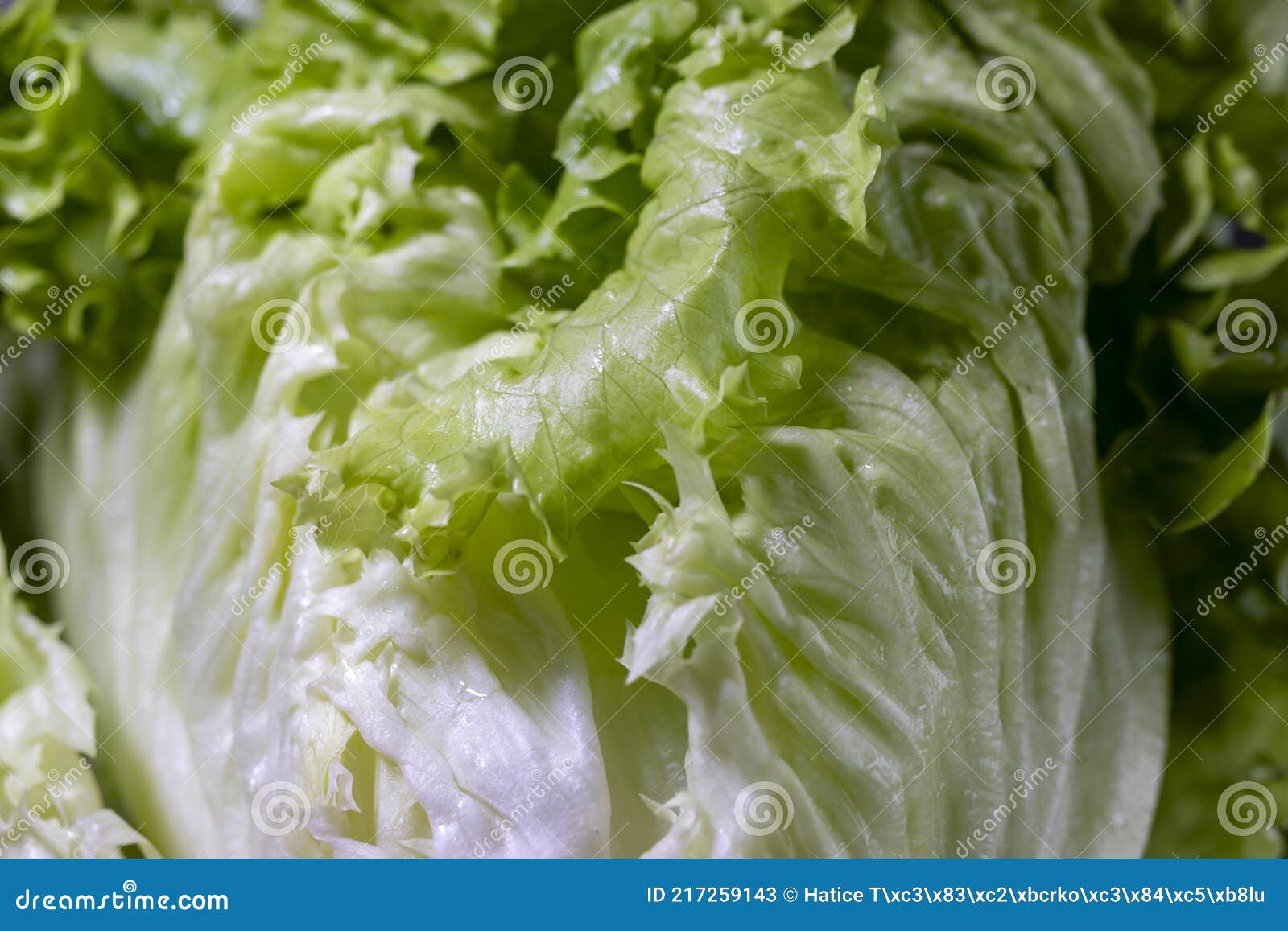 Curly Vegetable, Lettuce, Close-up Vegetable Texture. Stock Image ...