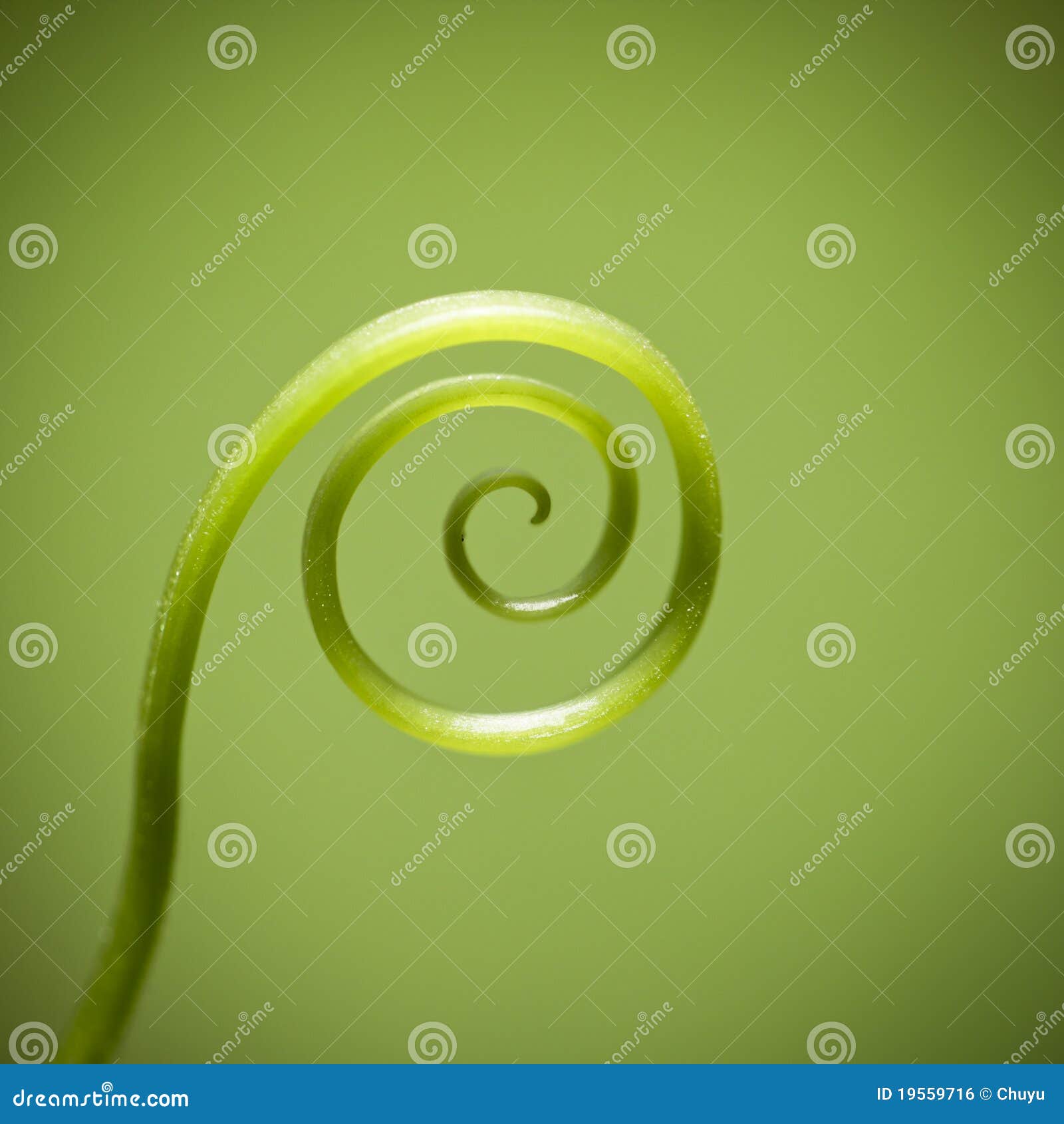 Curly vine of plant stock photo. Image of idyllic, grass - 19559716