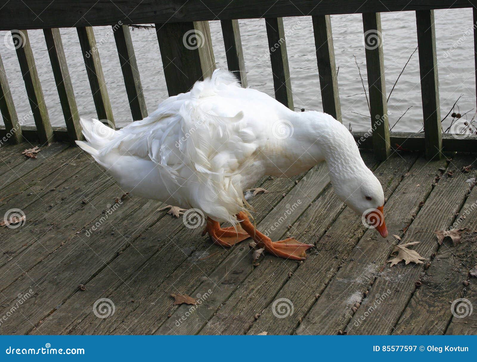 Curly white goose stock image. Image of goose, orange - 85577597