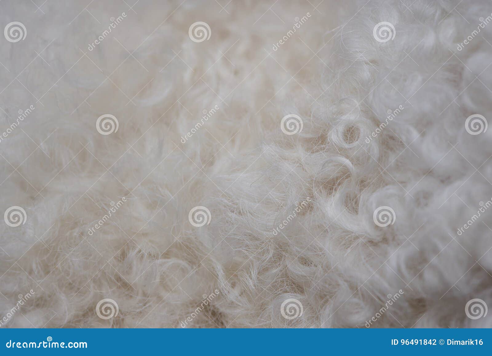 Curly white wool stock photo. Image of animal, pillow - 96491842