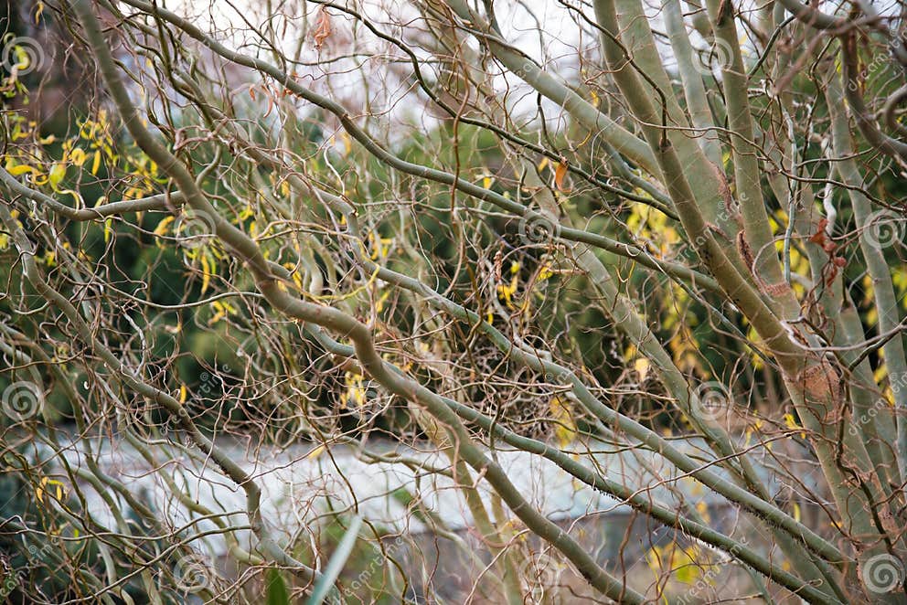 Curly Willow, Tree Trunks Close-up. Texture Structure Stock Image ...