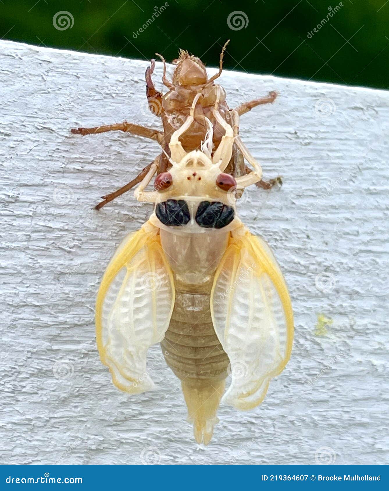 Curly Wing Cicada stock image. Image of smiling, curly - 219364607