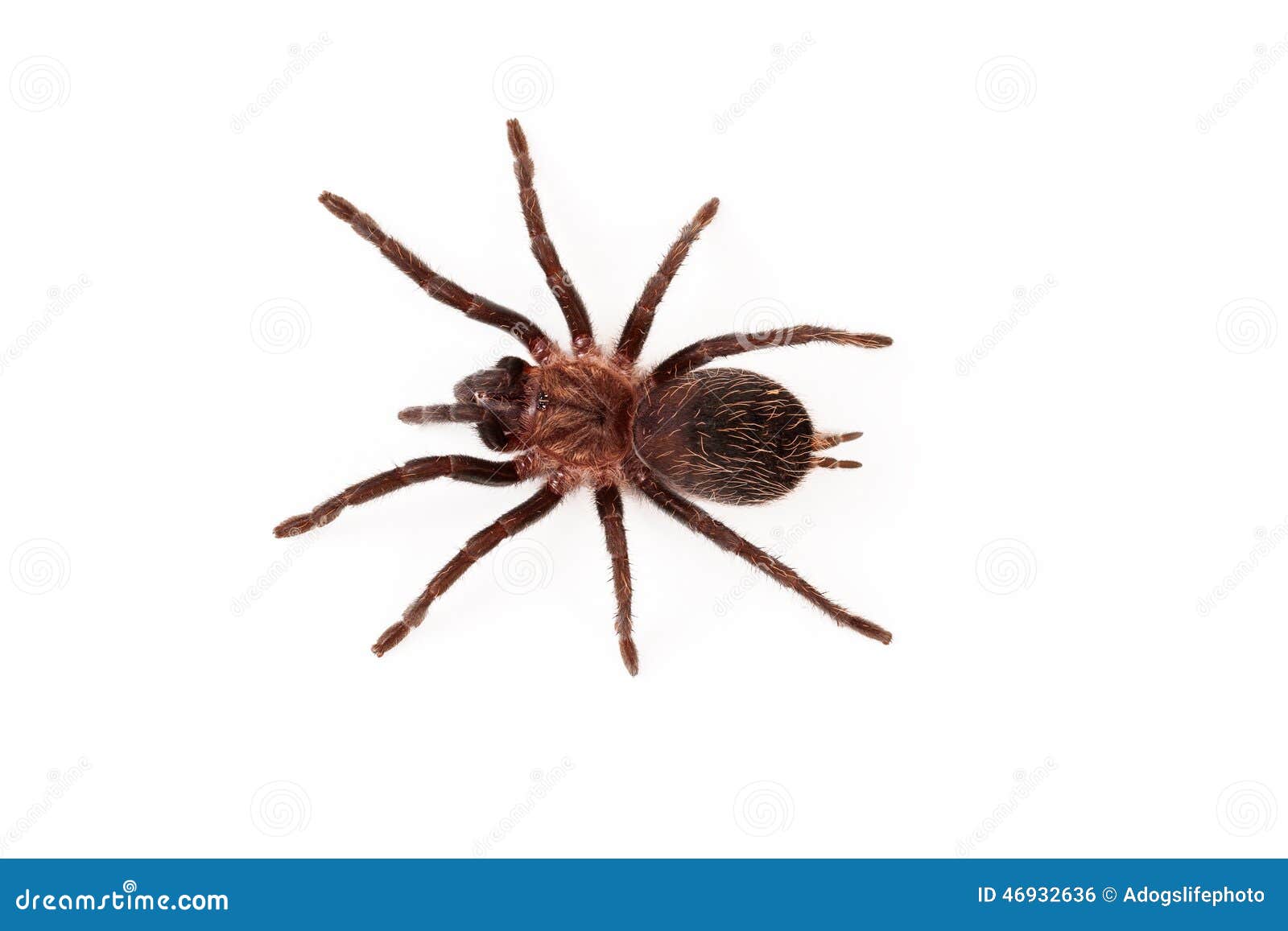 Curlyhair Tarantula Overhead View Stock Photo - Image of brachypelma ...