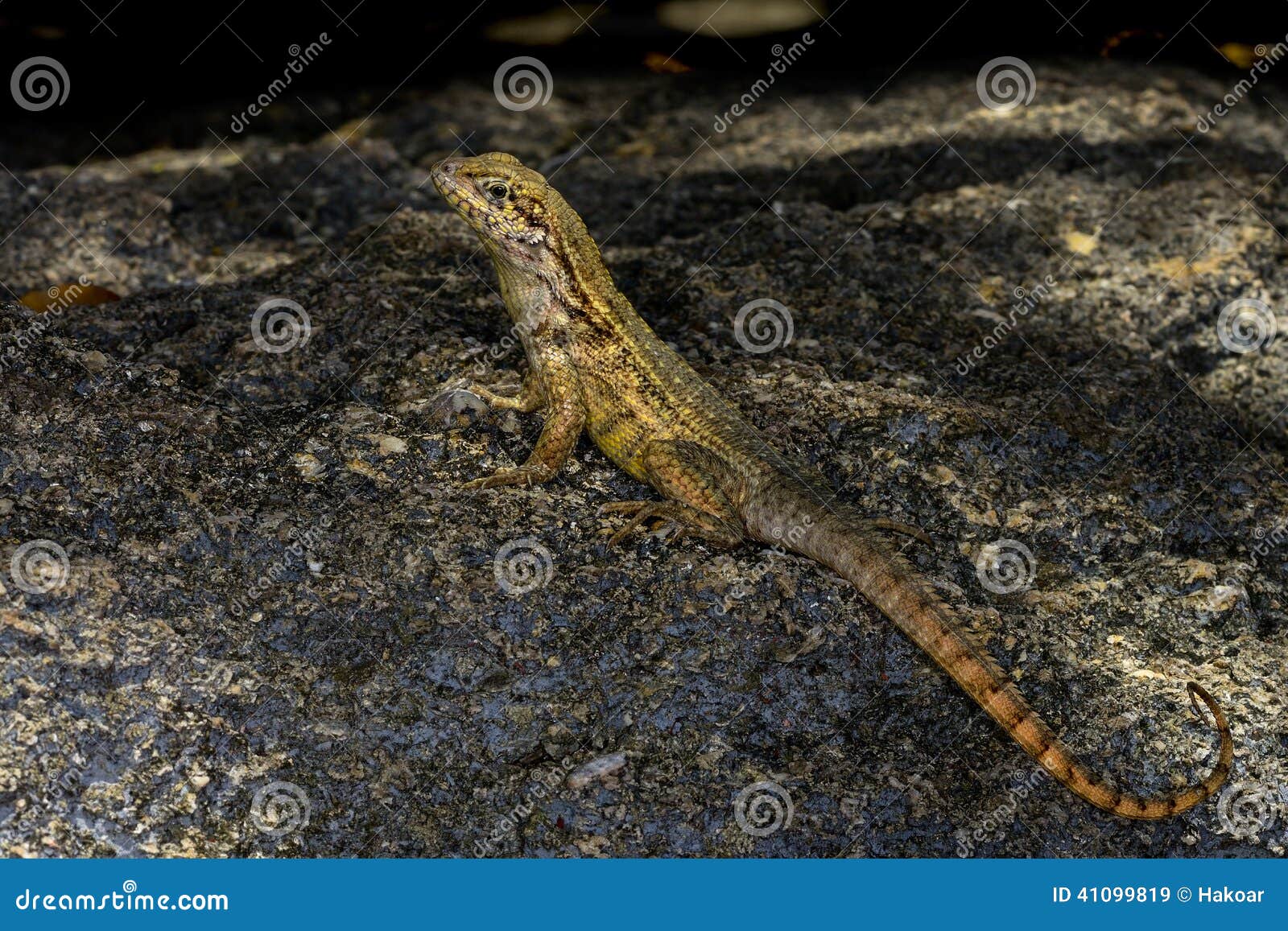 Curlytail Lizard, Palm Beach Stock Image - Image of beach, portrait ...