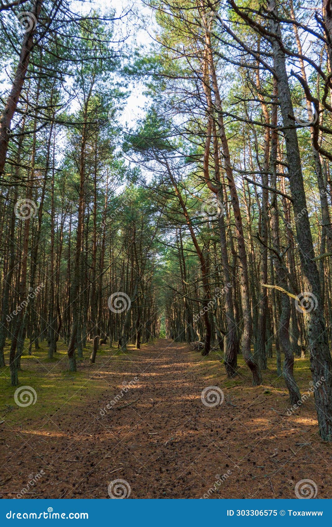 Curonian Spit S Dancing Forest, with Its Twisting Pines Creating a ...