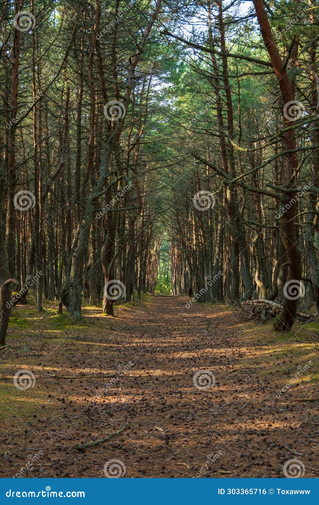 Curonian Spit S Dancing Forest, with Its Twisting Pines Creating a ...