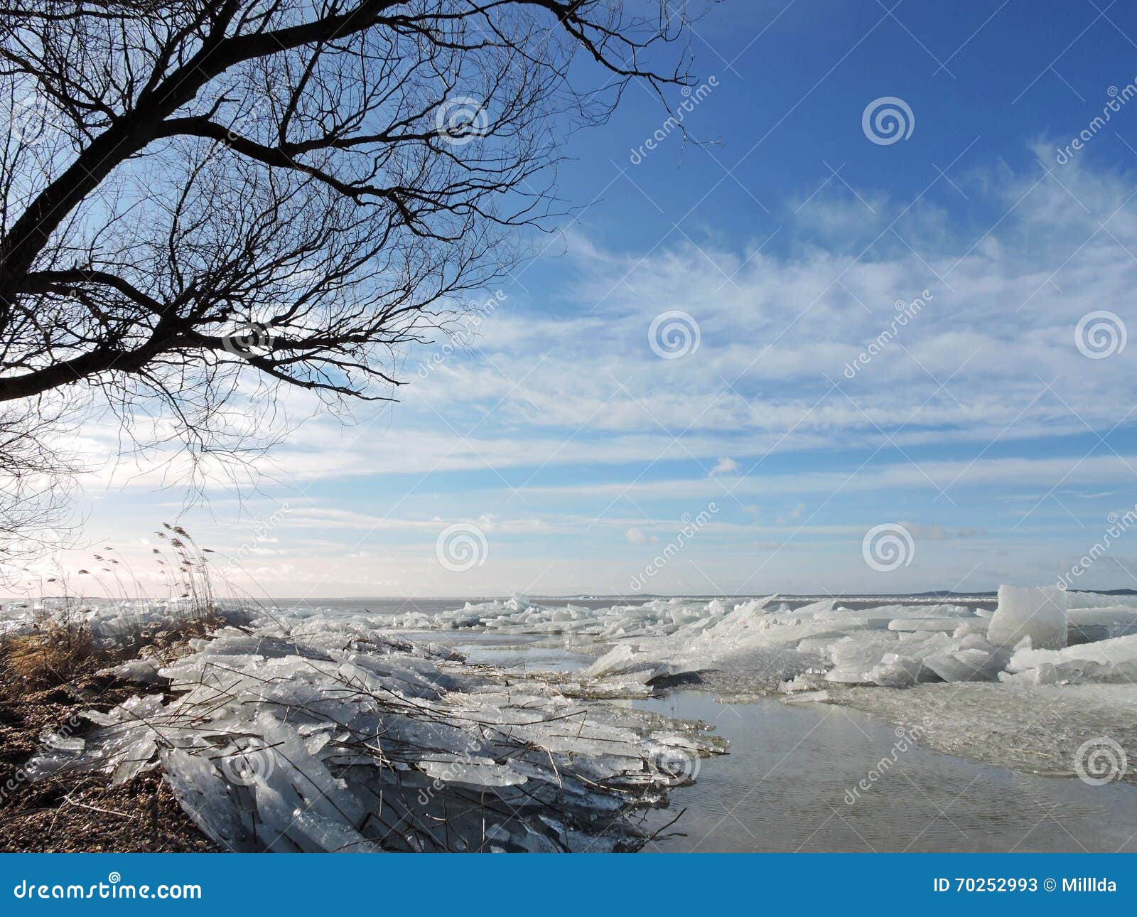 Curonian Spit Shore, Lithuania Stock Image - Image of tree, cloudy ...