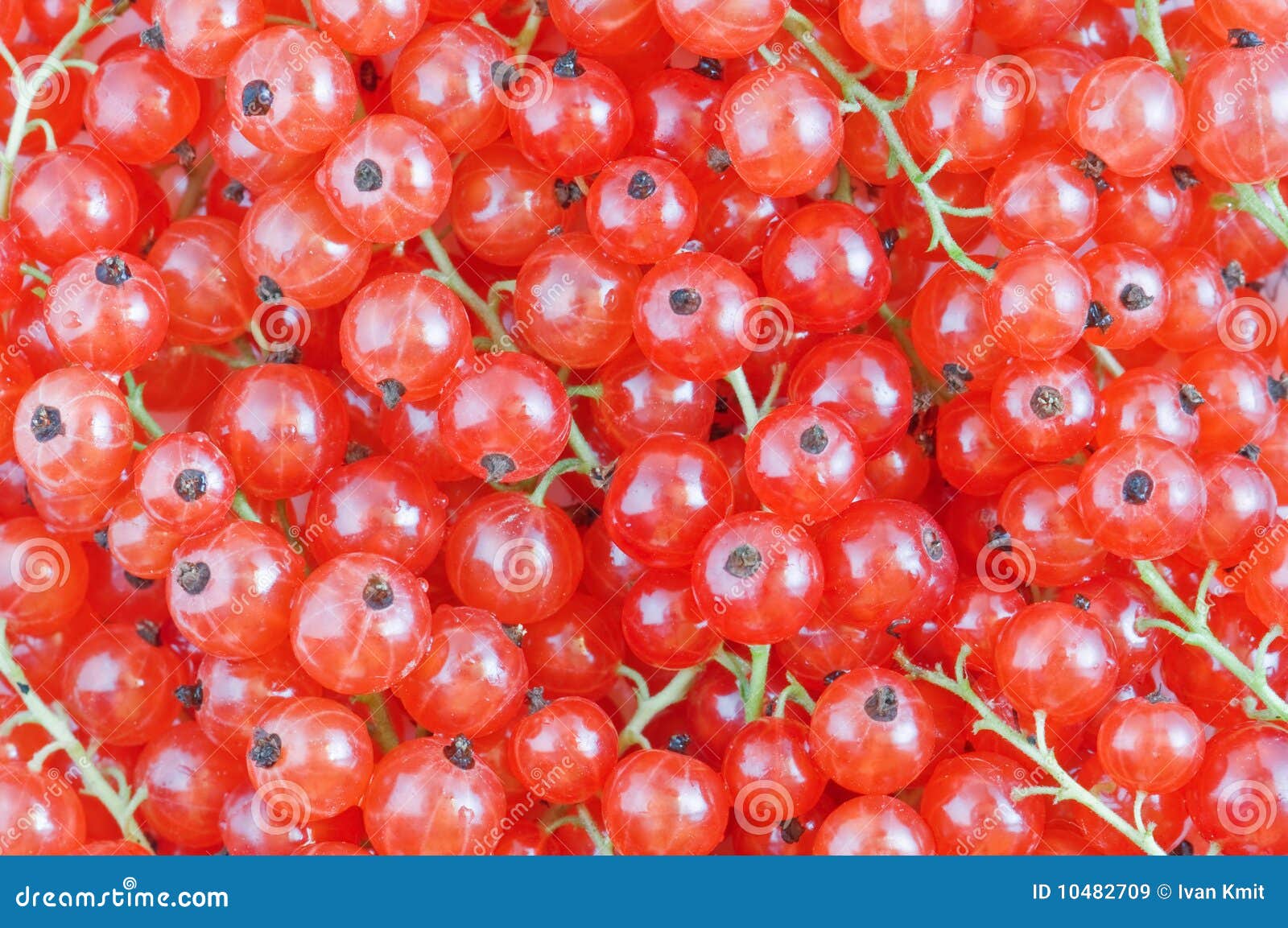 Currant stock image. Image of nature, freshness, food - 10482709