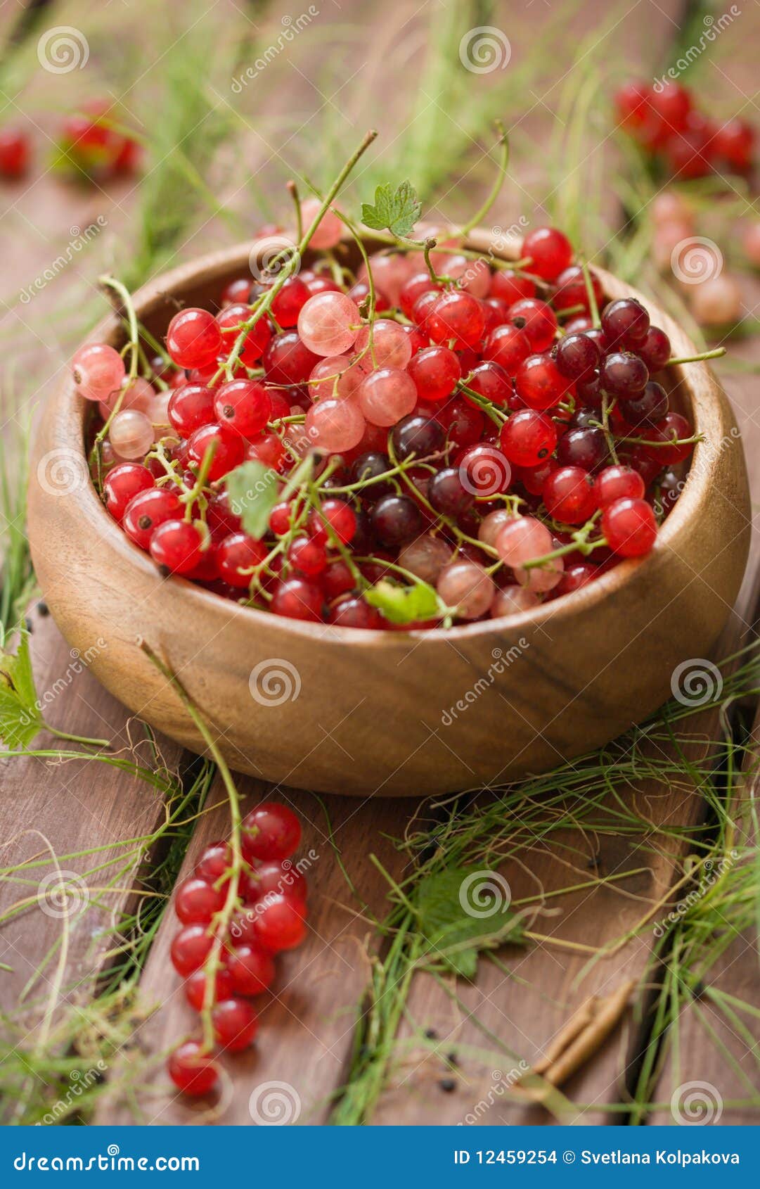 Currant stock photo. Image of boards, green, bowl, garden - 12459254