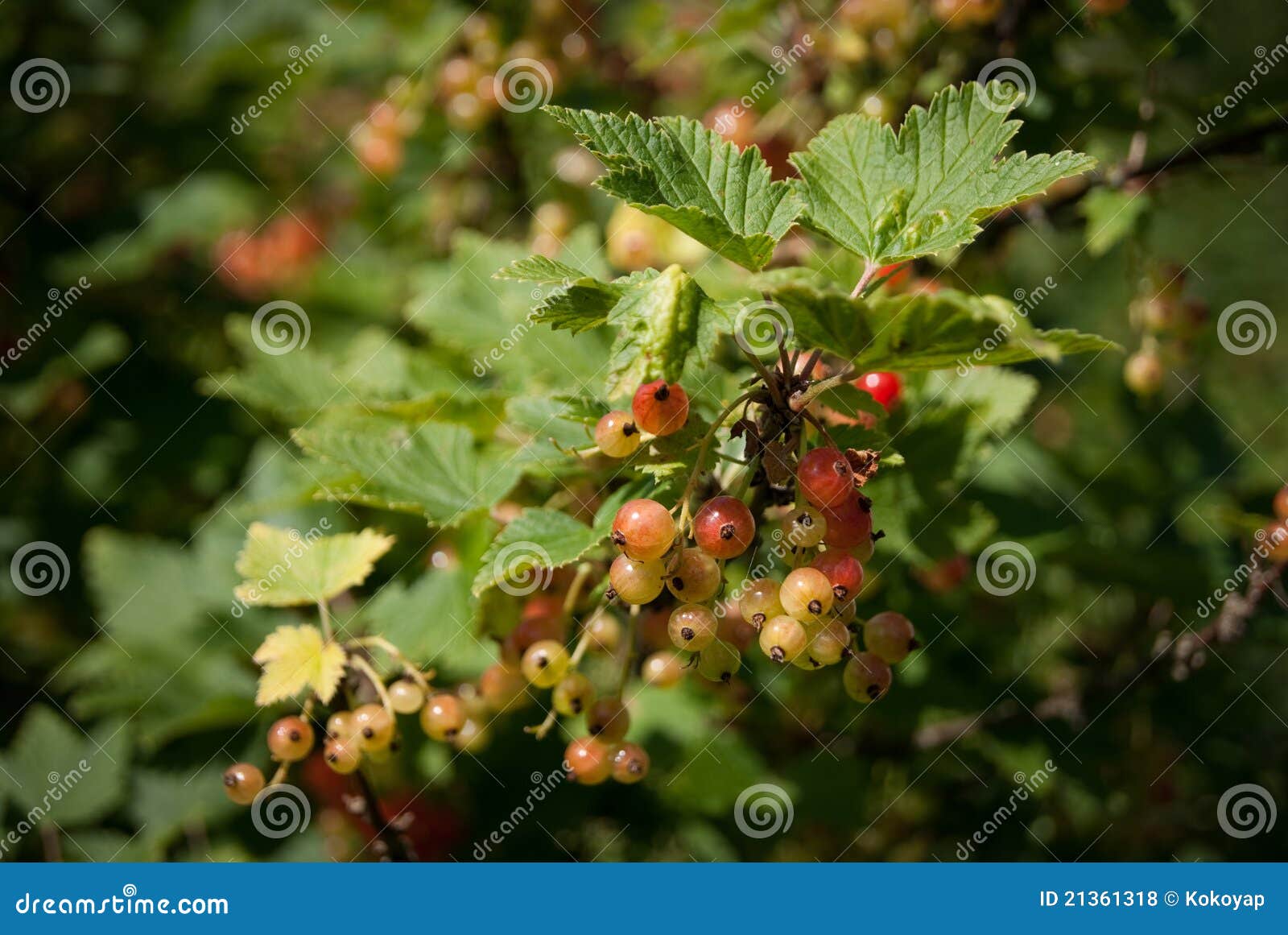Currant berries stock photo. Image of branches, berry - 21361318