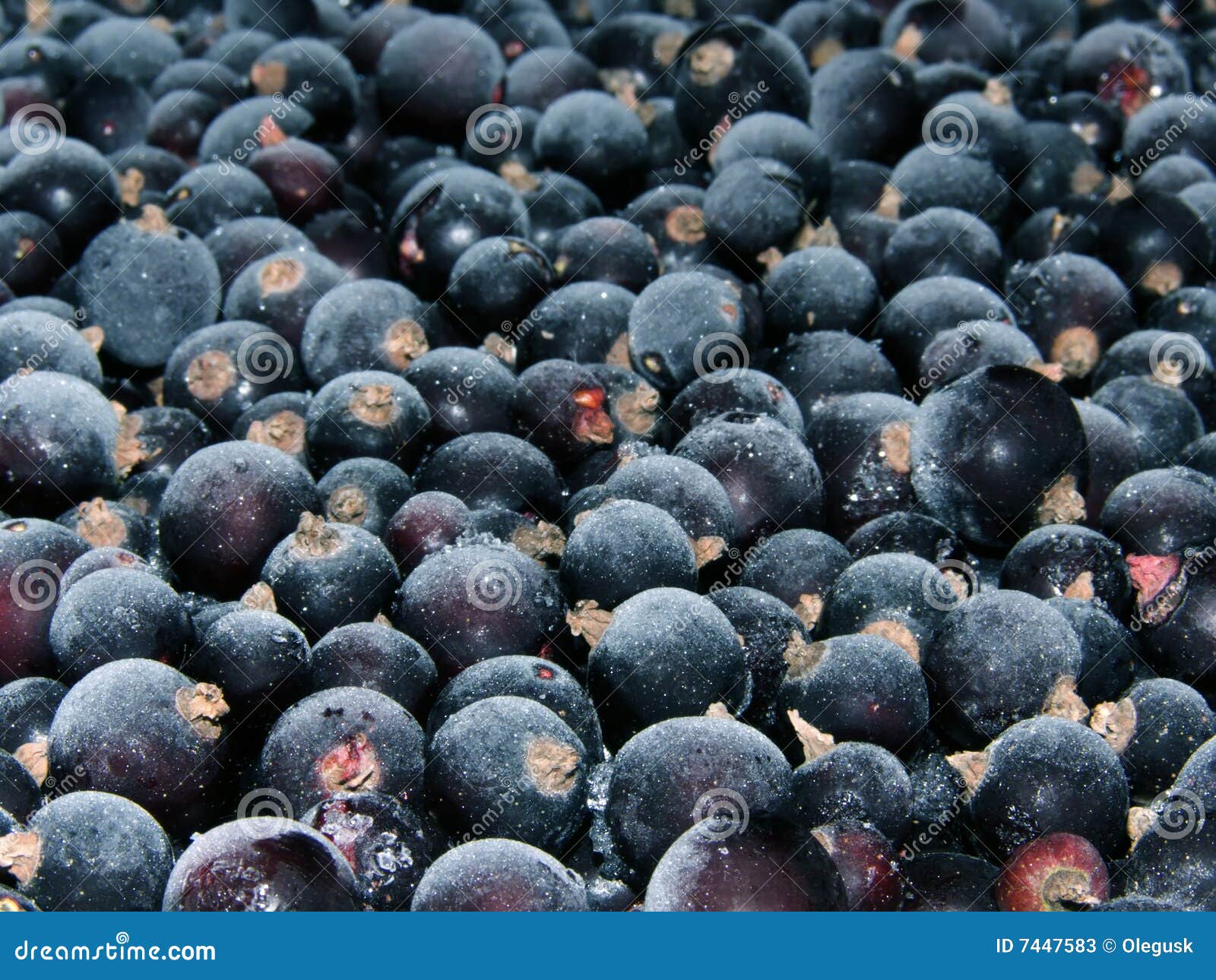 Currant berries frozen stock image. Image of plant, crystals - 7447583