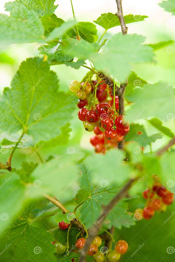 Currant Berries Grow on the Branches of a Bush Stock Photo - Image of ...