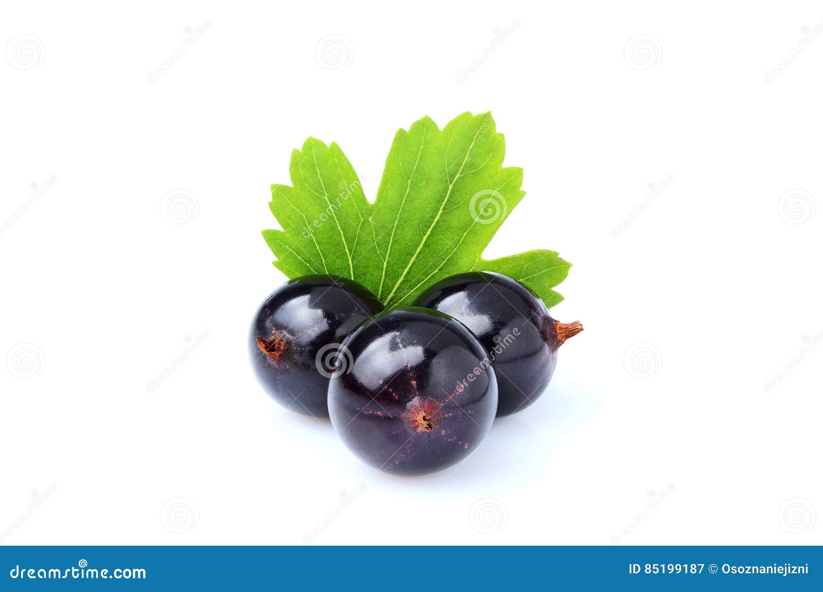 Currant Berries with Leaves. Stock Image - Image of branch, eating ...