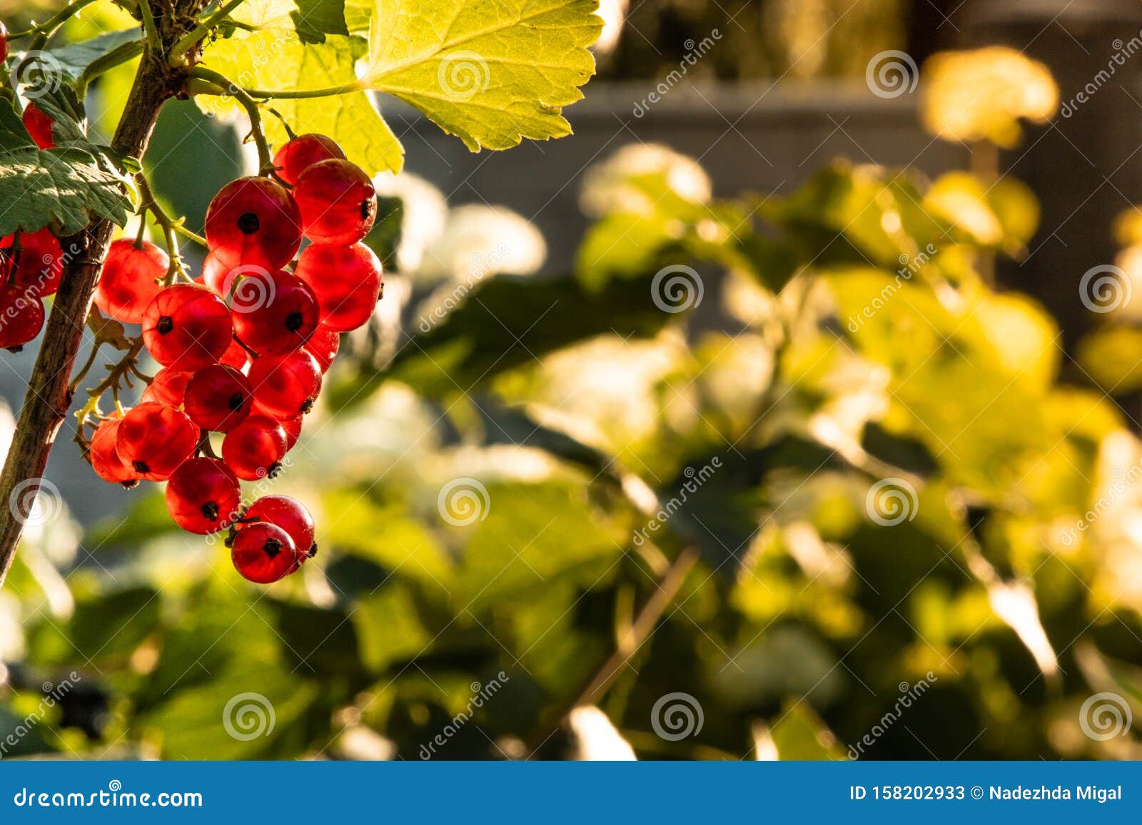 Currant Berries in the Sunset Light of the Sun. Stock Image - Image of ...