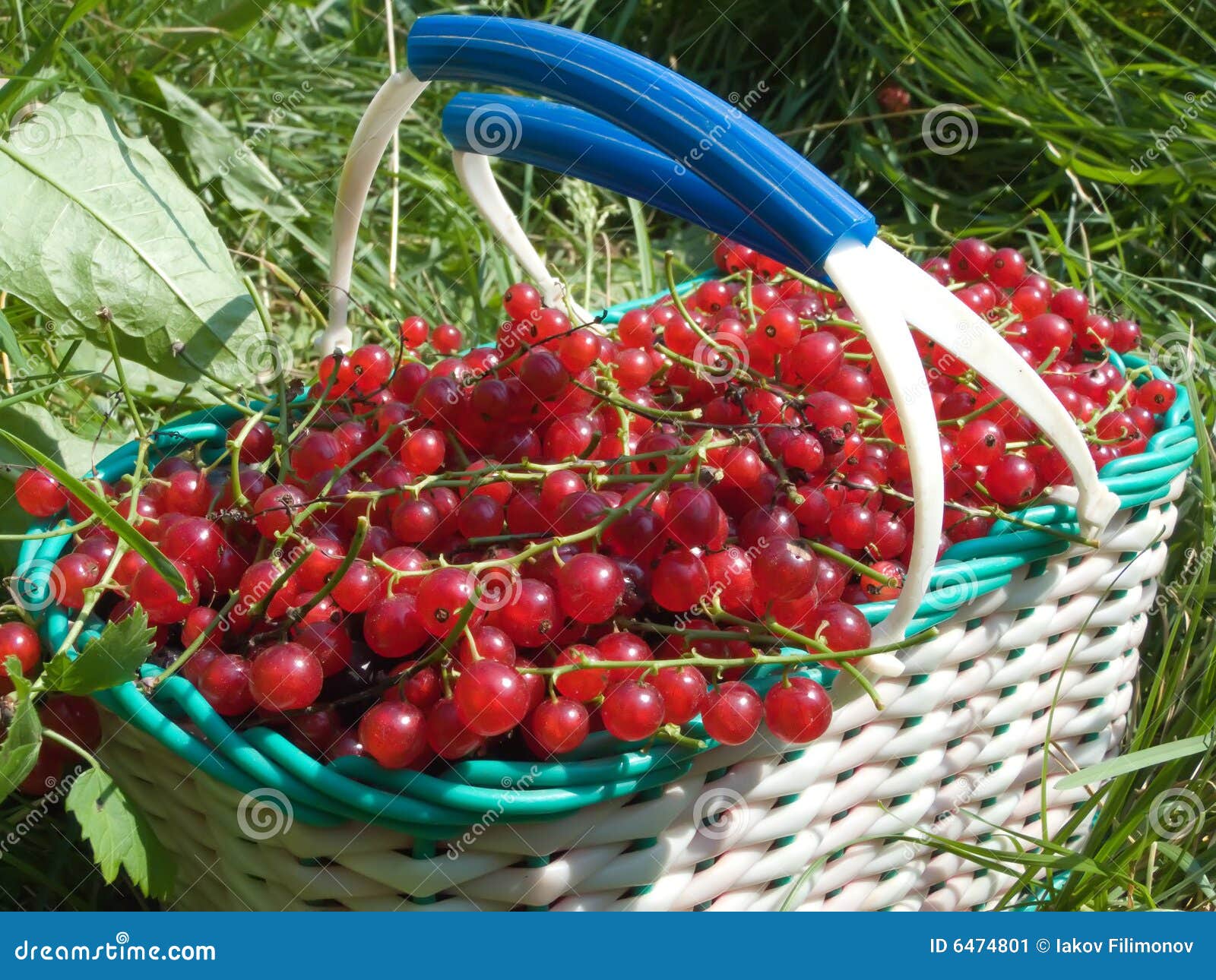 Currant berry stock image. Image of diet, vitamins, berry - 6474801