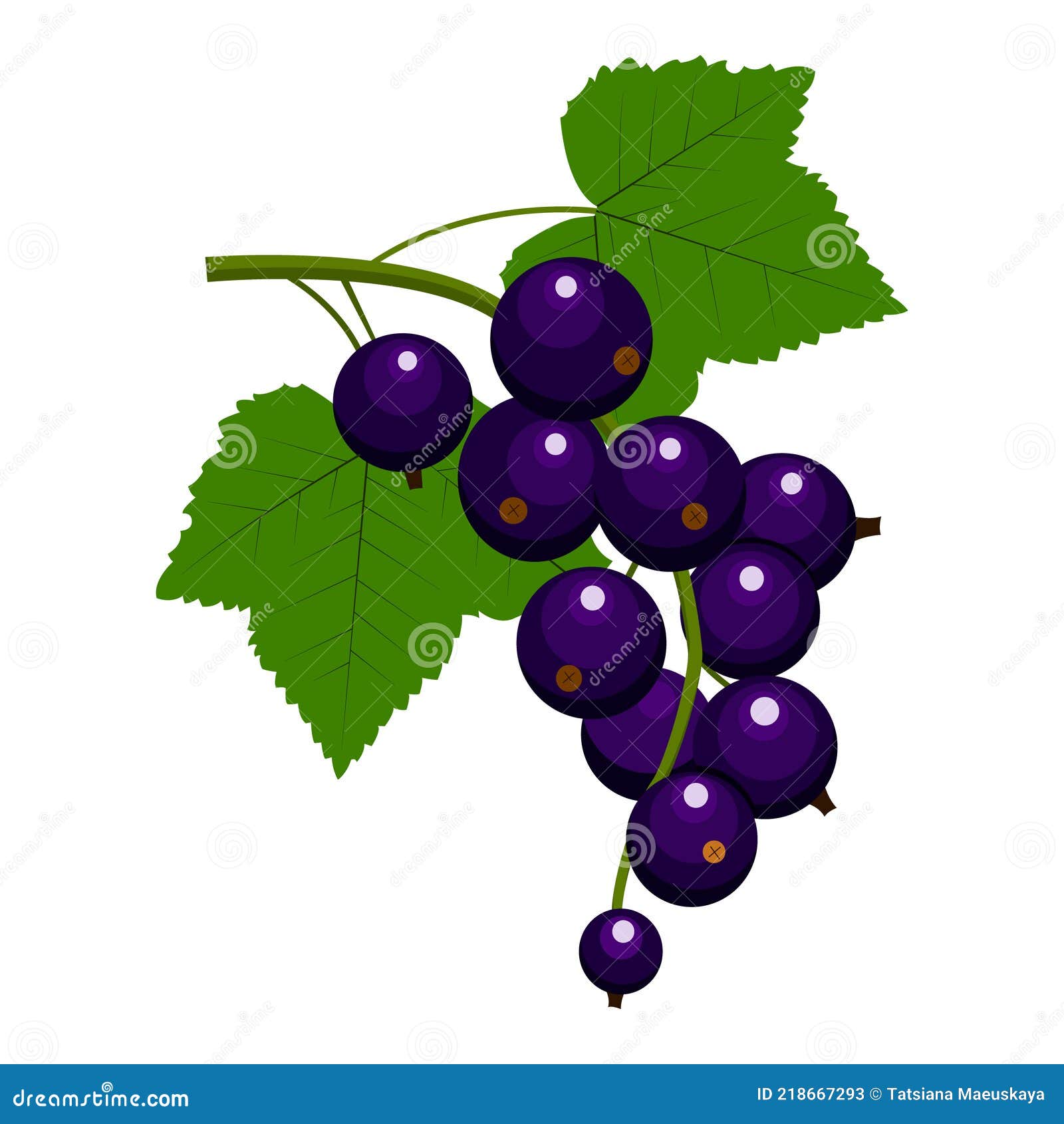 Currant, Black Currant Twig With Leaves. Vector Isolated On A White ...