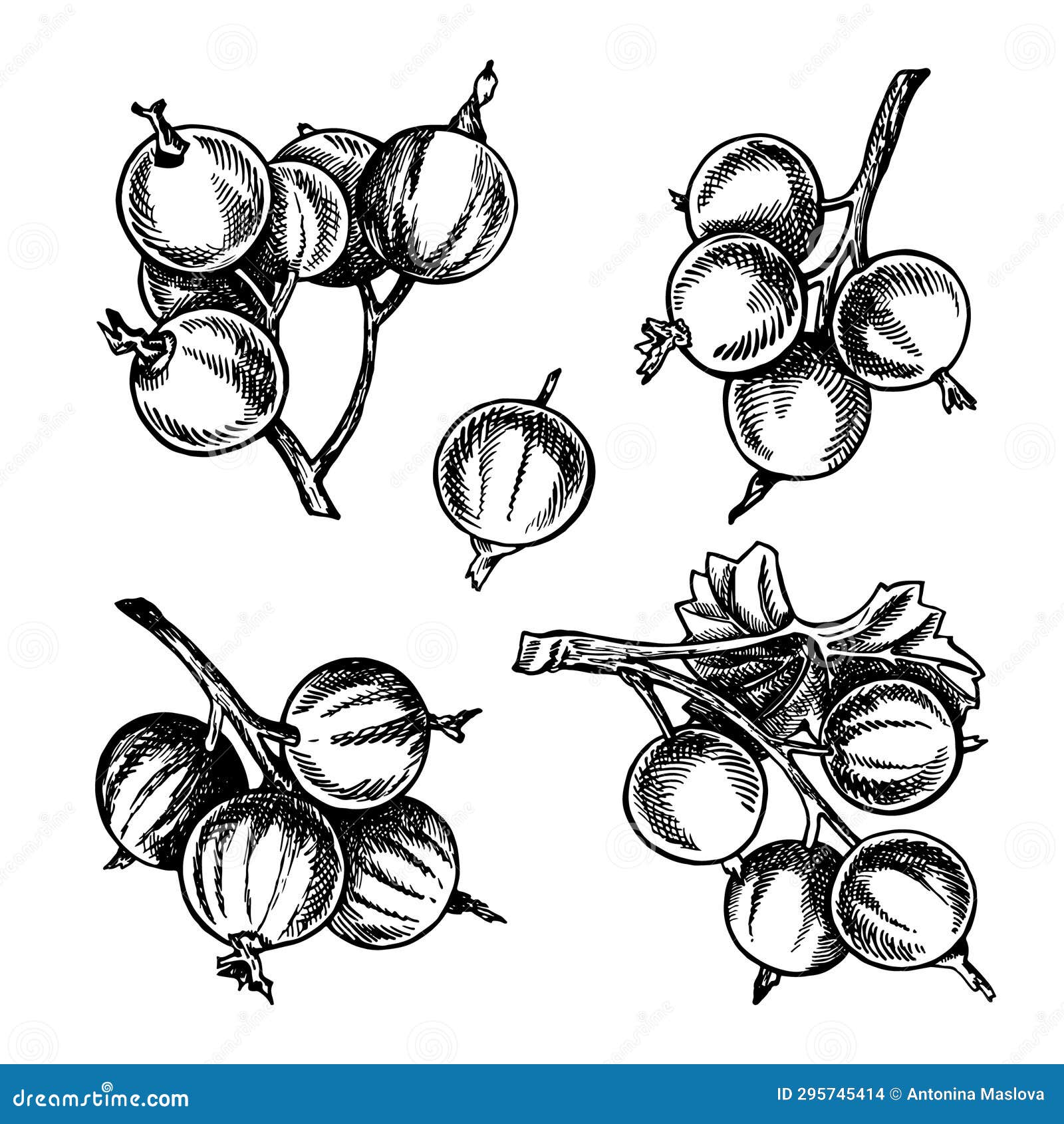 Currant, Black Currant Twig With Leaves. Vector Isolated On A White ...