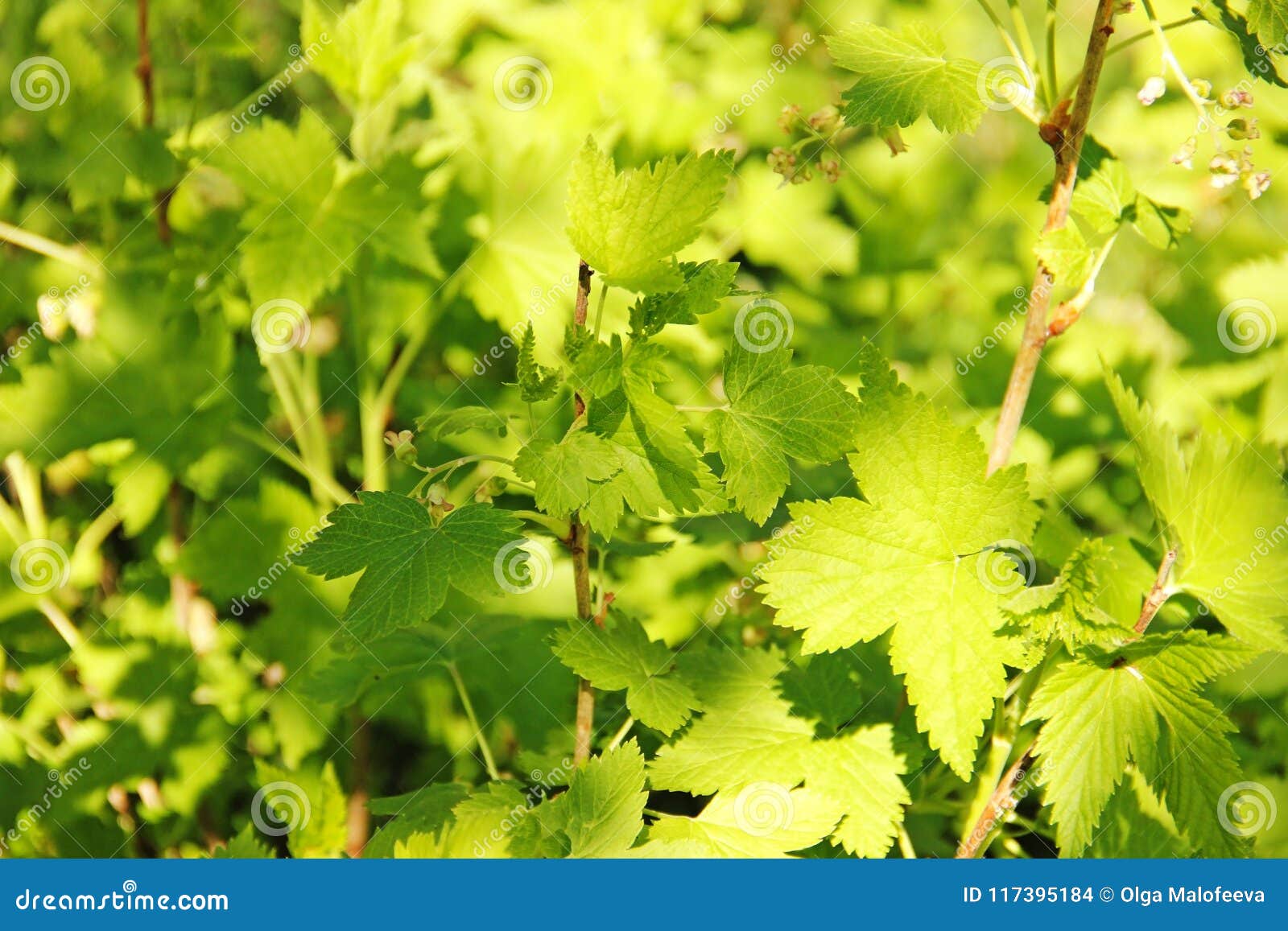 Currant Green Young Leafs Spring Stock Photo - Image of currant, buds ...