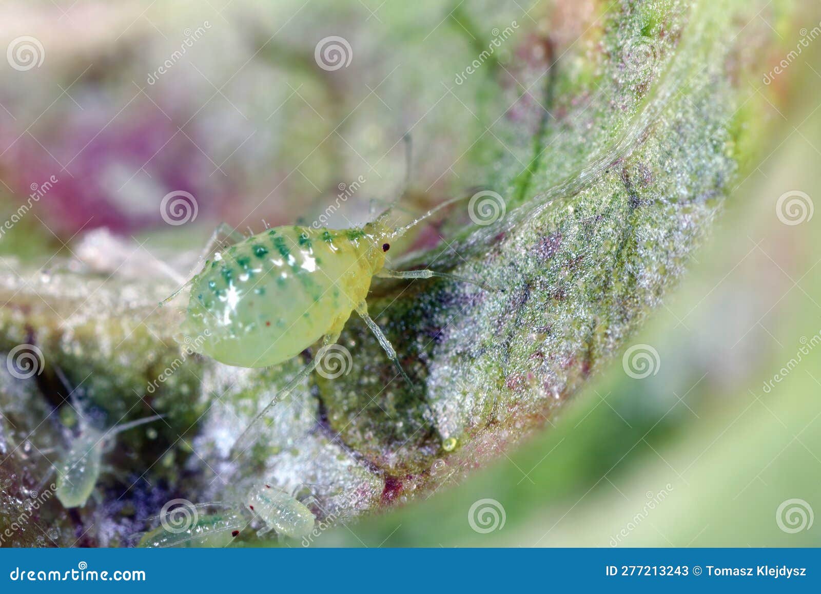 Currant Blister Aphids, Cryptomyzus Ribis, Feeding on the Underside of ...