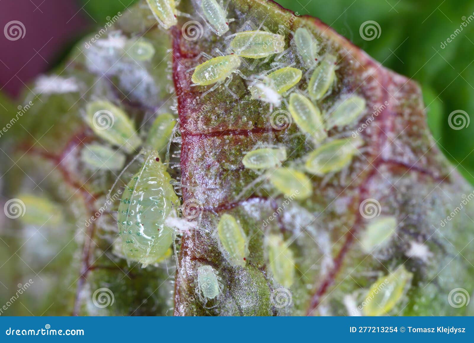 Currant Blister Aphids, Cryptomyzus Ribis, Feeding on the Underside of ...
