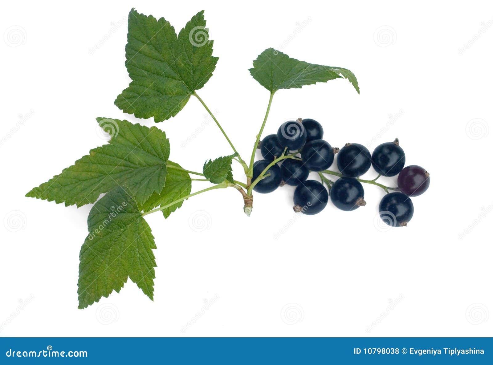 Currant branch stock photo. Image of leaves, branch, background - 10798038