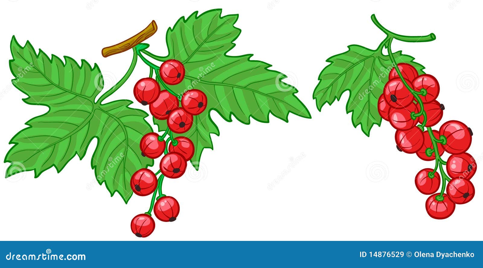 Red Currant Vector Illustration | CartoonDealer.com #2592184
