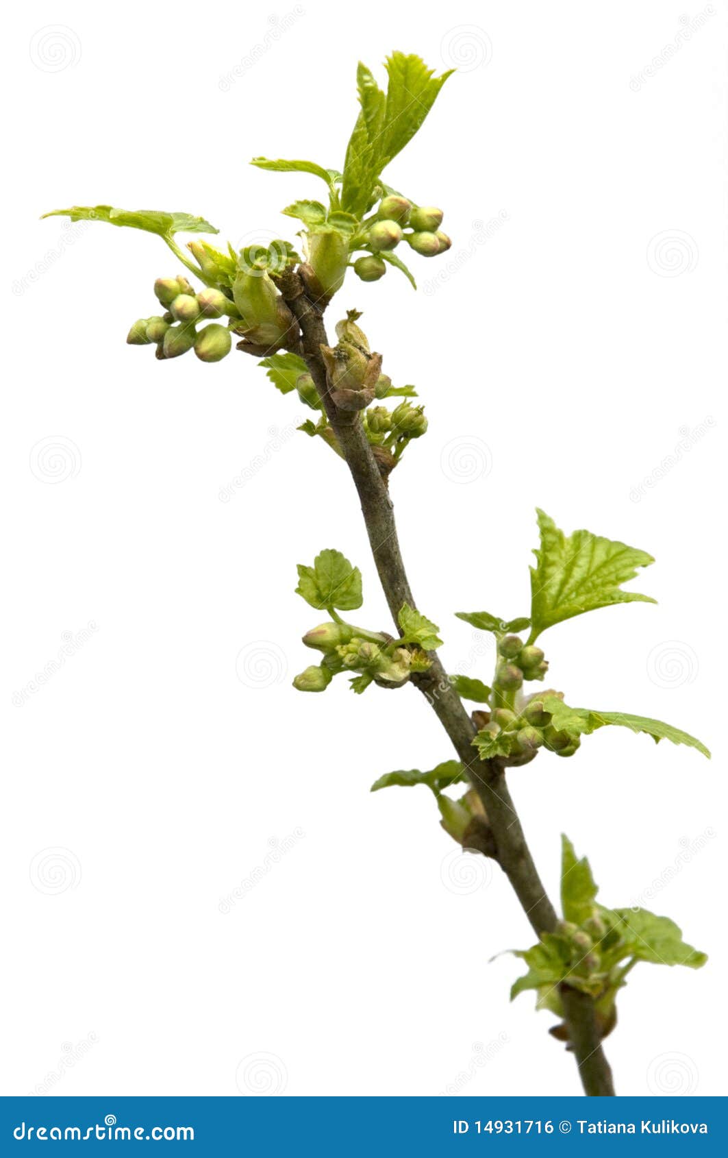 Currant branch stock photo. Image of bush, branch, floral - 14931716