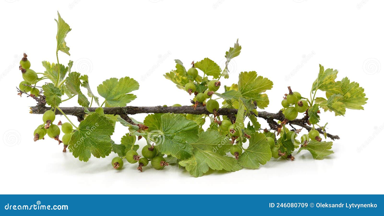 Currant Branch with Green Leaves Stock Image - Image of agriculture ...