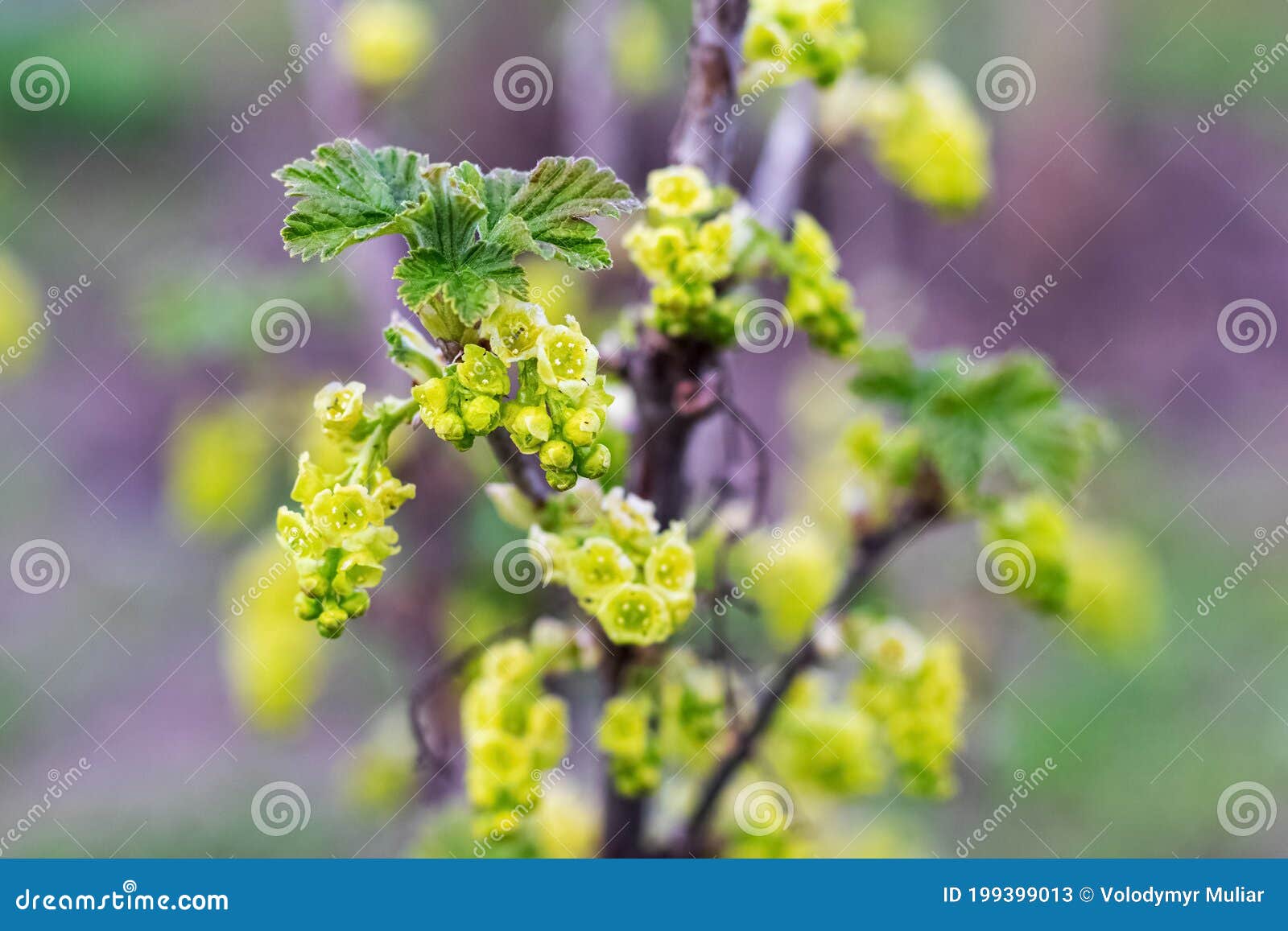 Currant Bush during Flowering, Flowers on Currant Bushes Stock Image ...