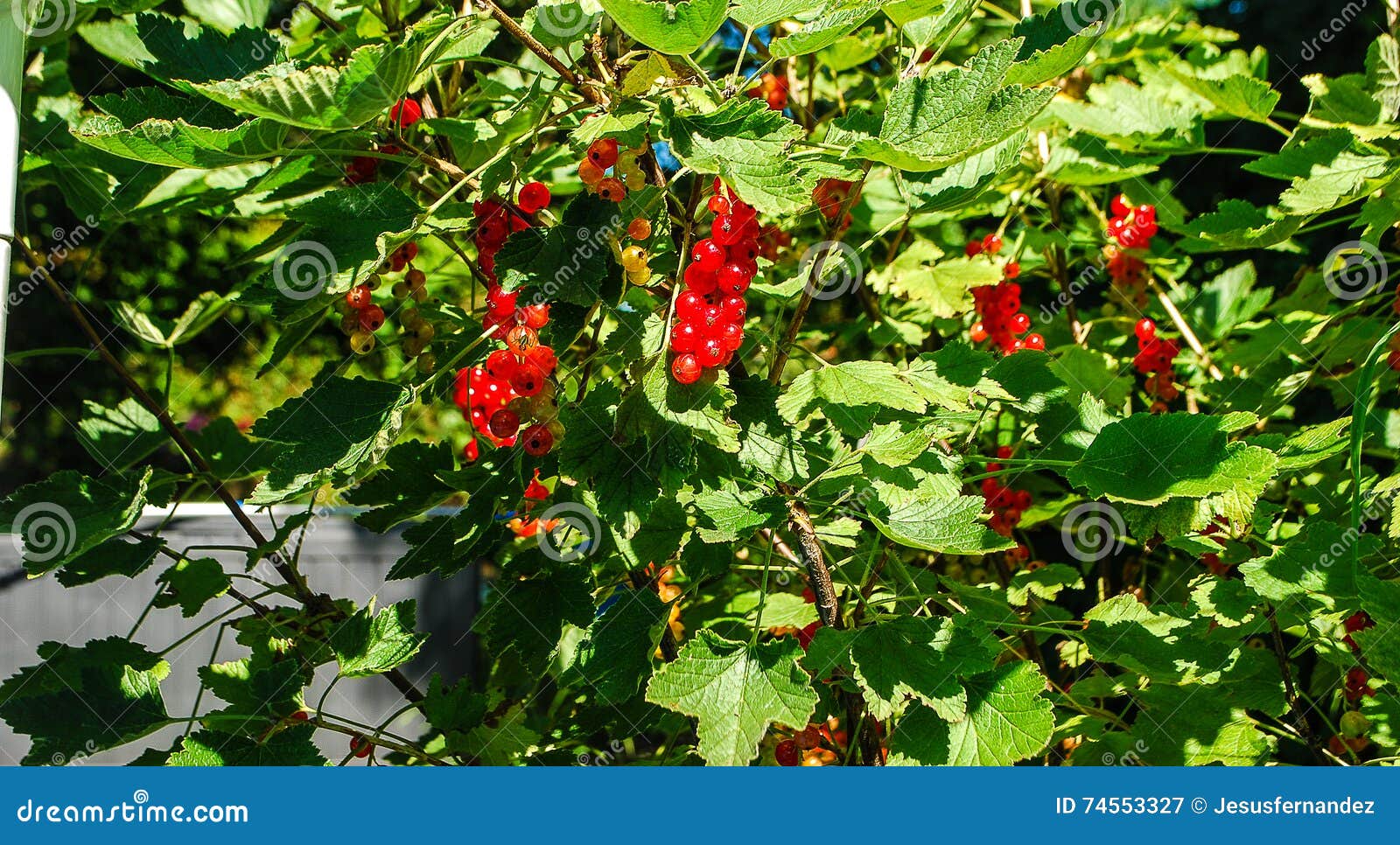 Currant Bush Growing in a Garden Stock Image - Image of plants, summer ...