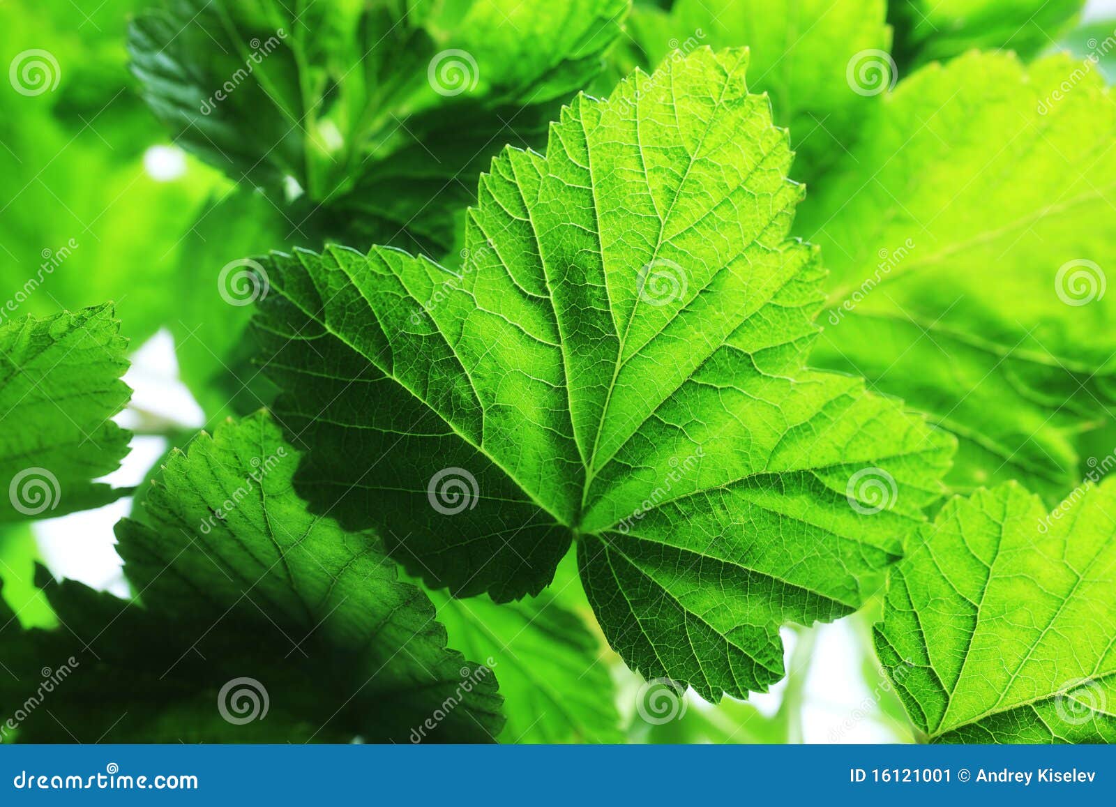 Currant Bushes Picture. Image: 16121001