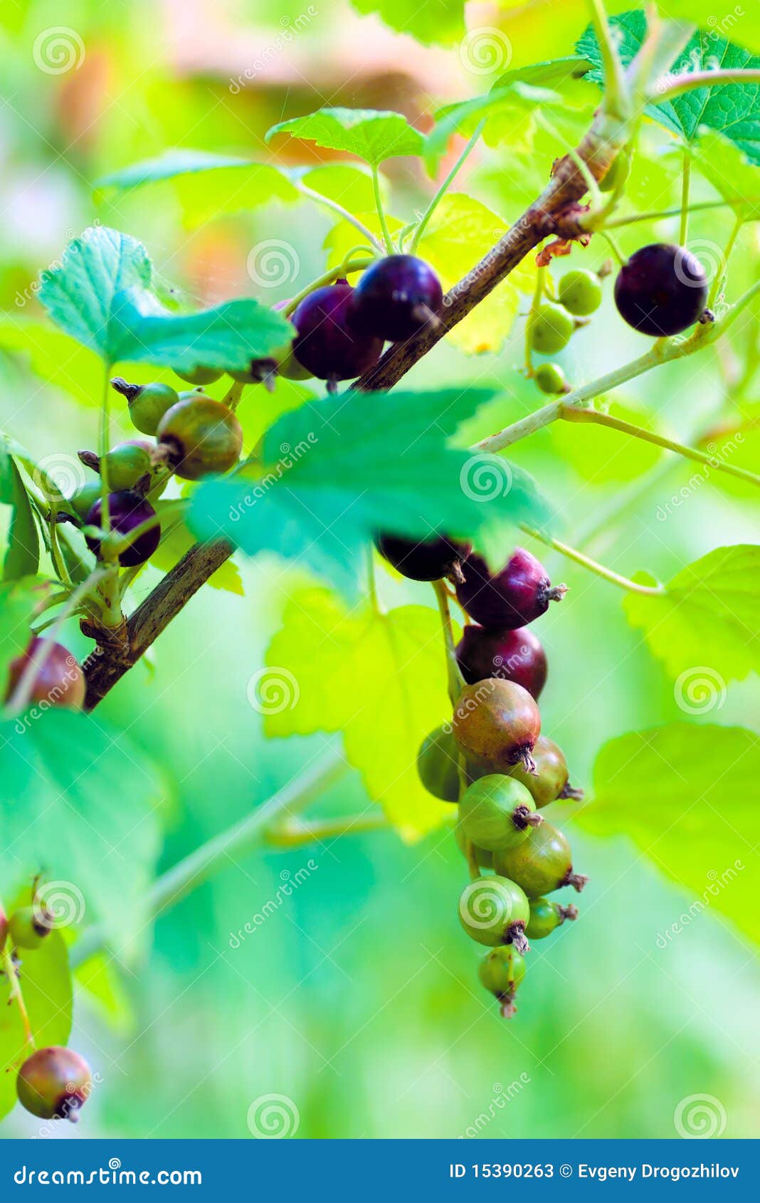 Currant Cluster on a Branch Stock Image - Image of gardening, tasty ...