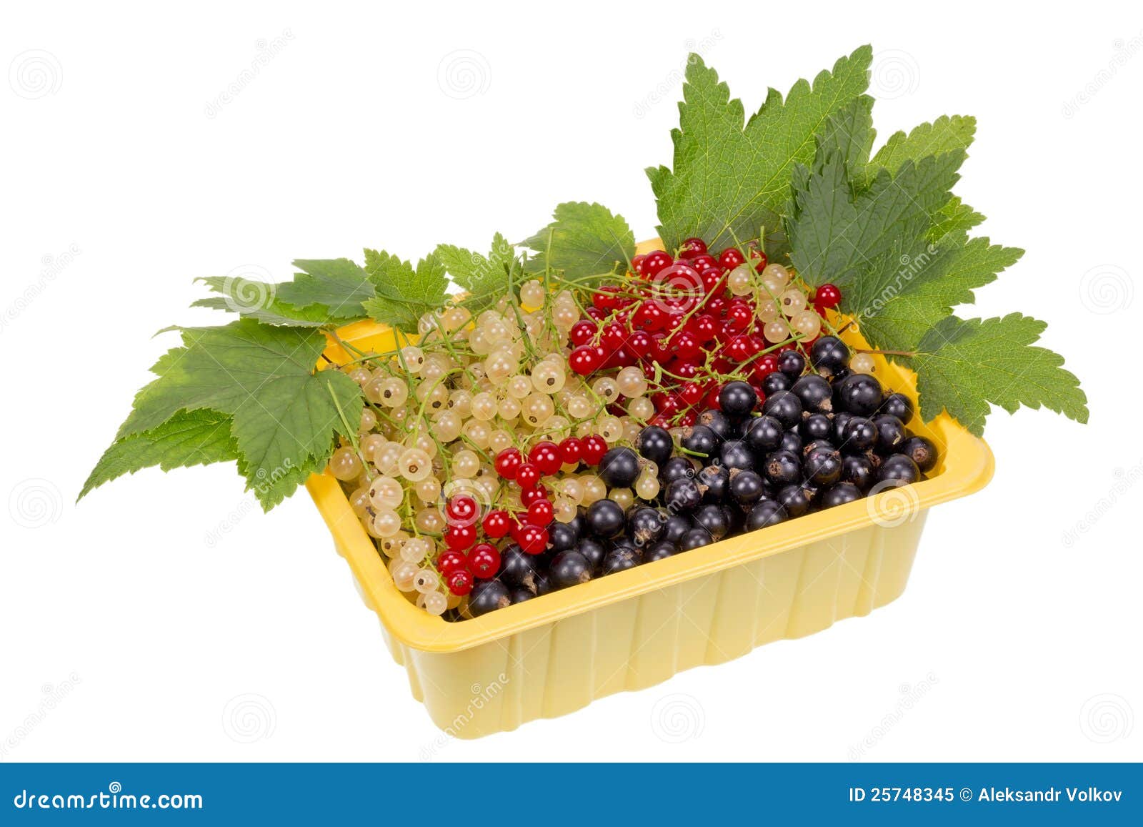 Currant in container stock image. Image of fresh, ripe - 25748345