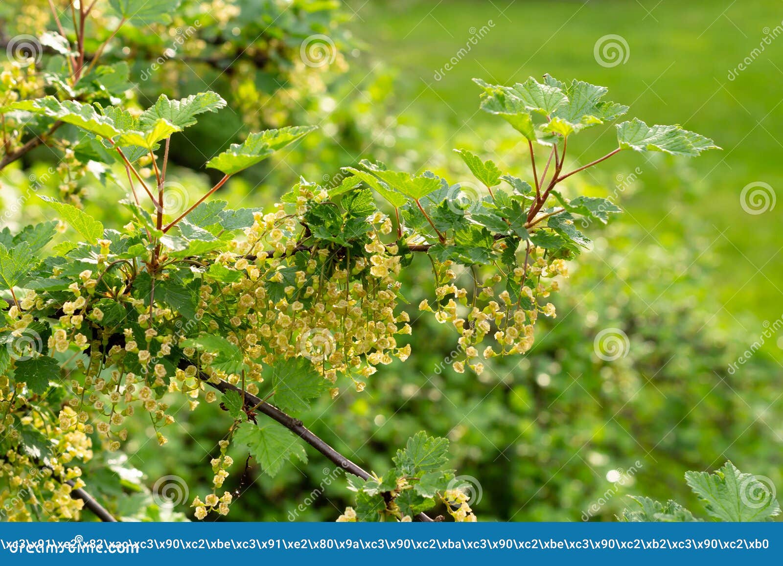 Currant Flowers on a Bush with Leaves on a Background of Greenery Stock ...