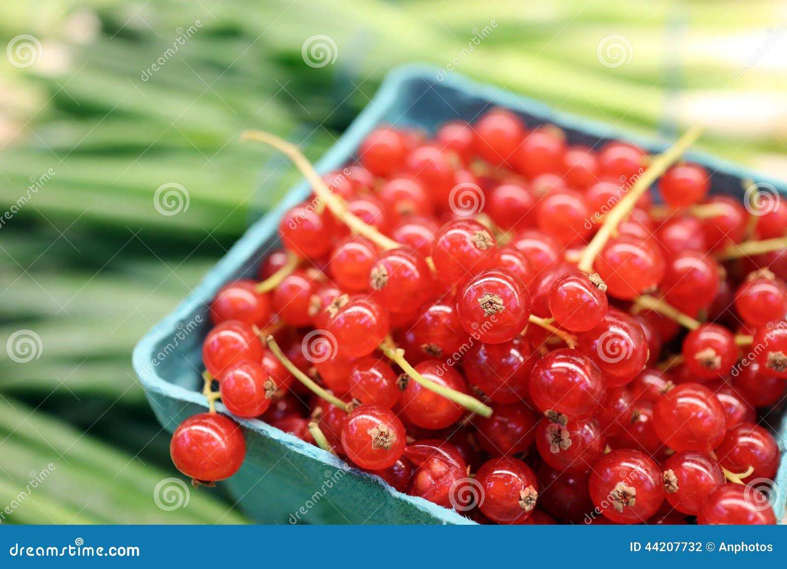 Currant fruit stock photo. Image of berry, delicious - 44207732