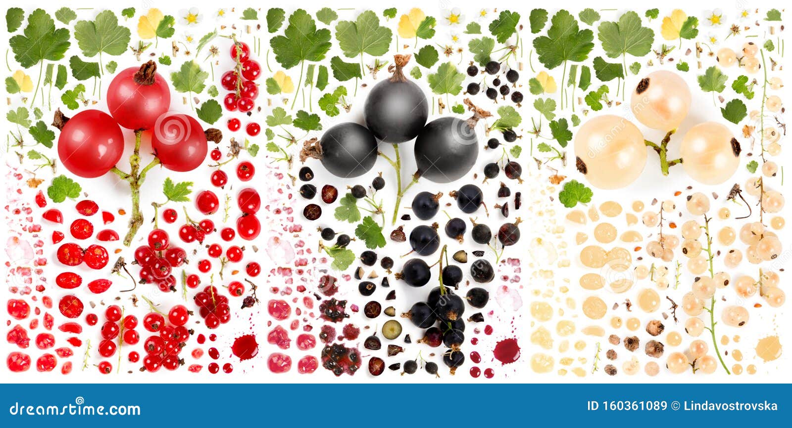 Currant Fruit Slice and Leaf Collection Stock Image - Image of pattern ...