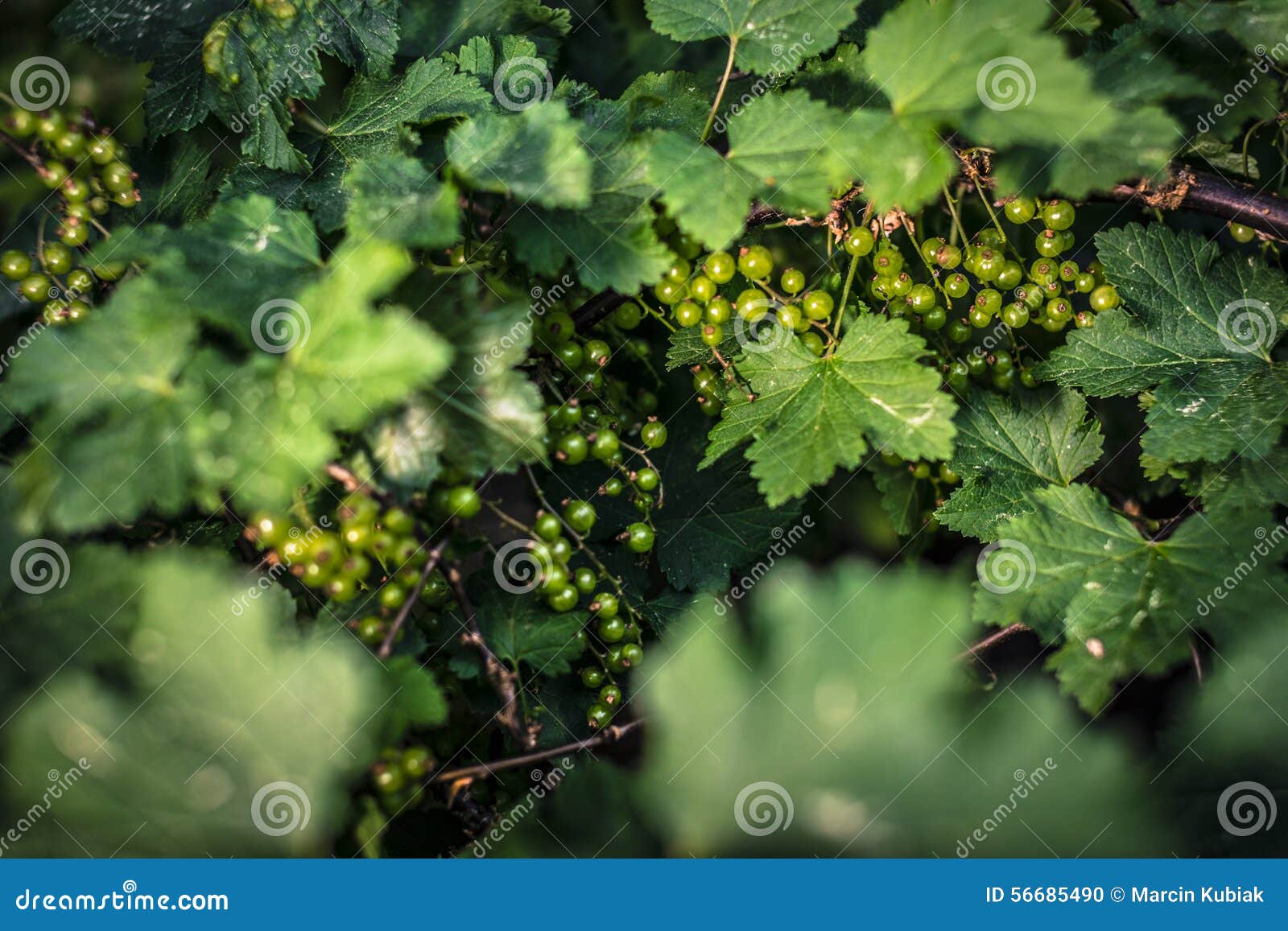 Currant green immature stock photo. Image of cultivation - 56685490