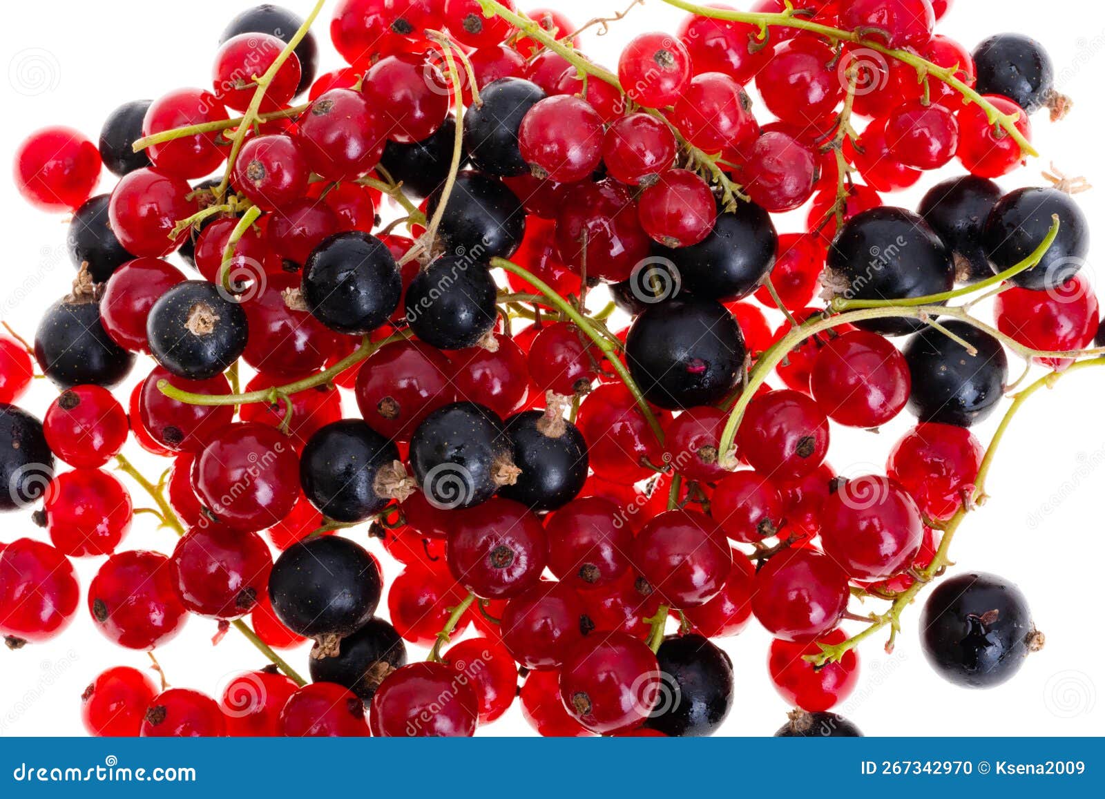 Currant isolated stock photo. Image of fruit, harvest - 267342970