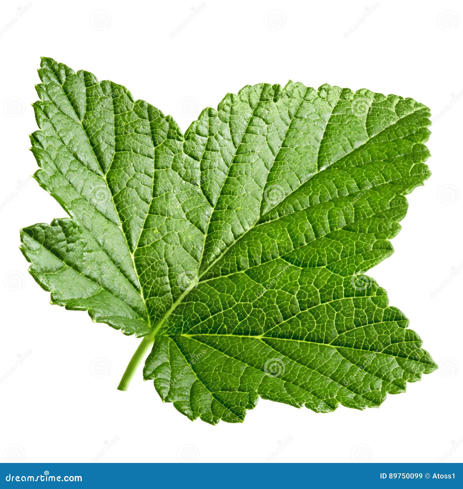 Currant leaf isolated stock image. Image of currant, leaf - 89750099