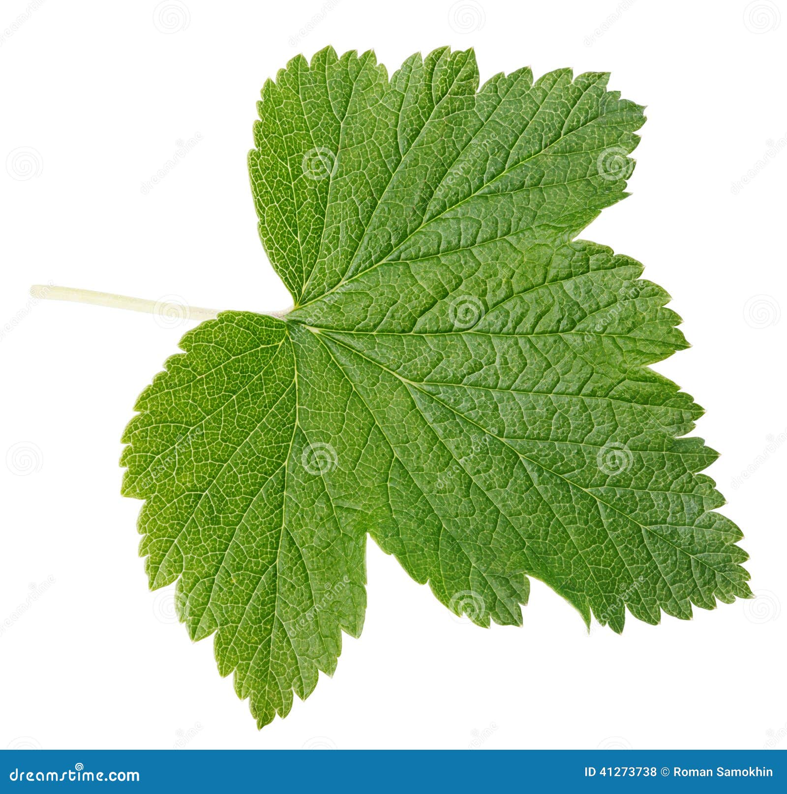 Currant leaf stock photo. Image of floral, growth, macro - 41273738