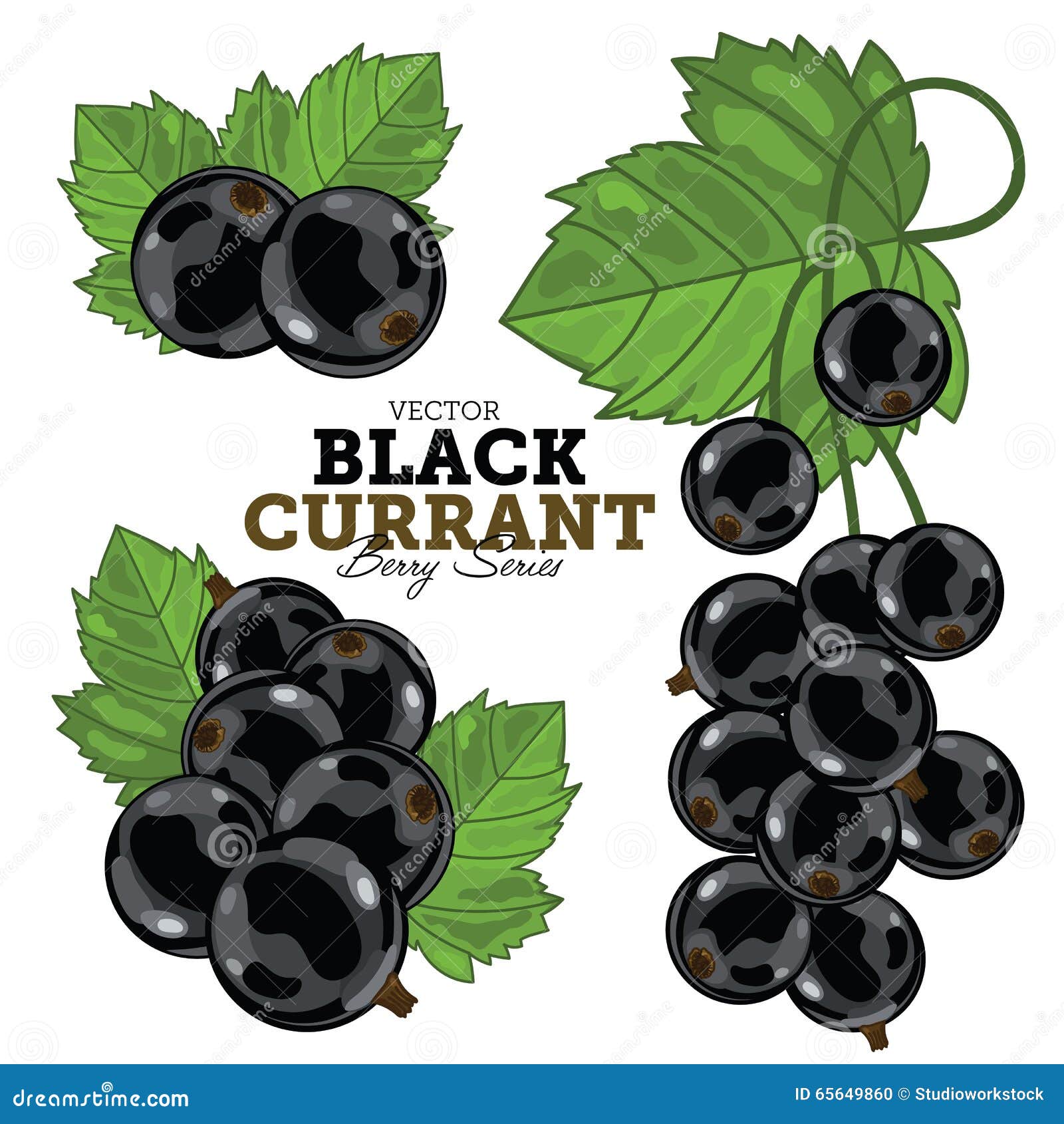 Currant with Leaves on White Background Stock Vector - Illustration of ...