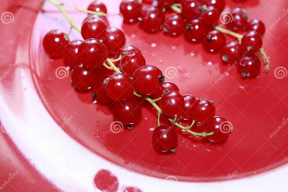 Currant red stock image. Image of currant, summer, texture - 99167049