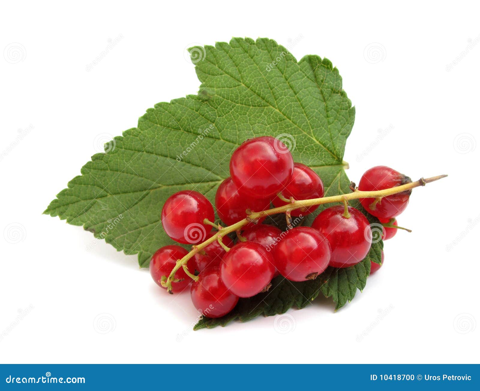 Currant red redcurrant stock photo. Image of ribes, tasteful - 10418700