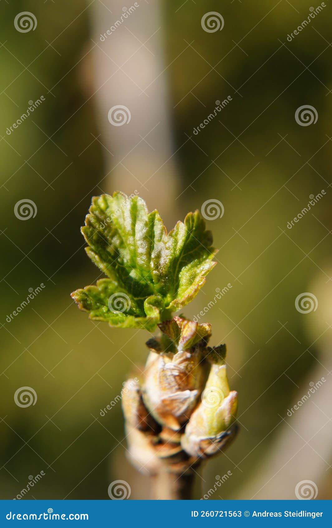 Currant Ribes nigrum stock image. Image of berry, green - 260721563