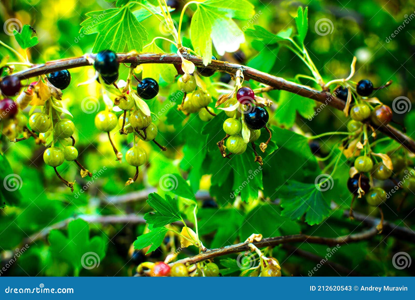 Currant stock image. Image of fruit, branch, currants - 212620543