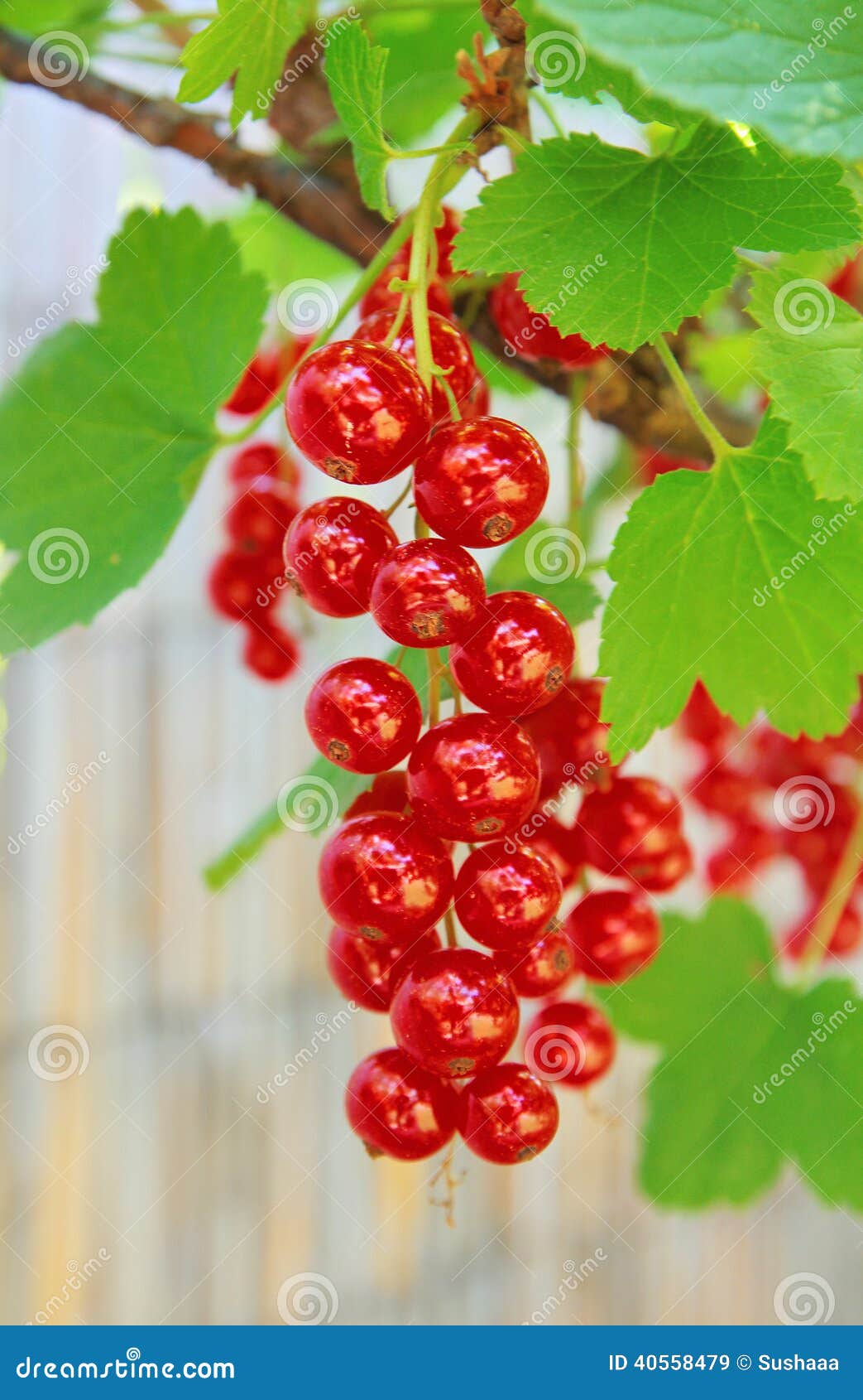 Currant stock image. Image of light, bunch, color, farm - 40558479