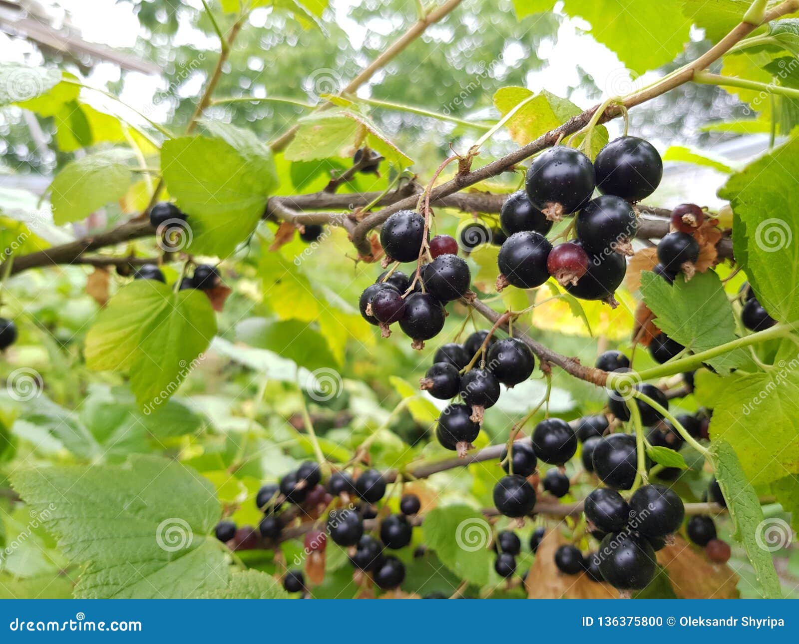 Currant ripens on a bush stock photo. Image of dessert - 136375800