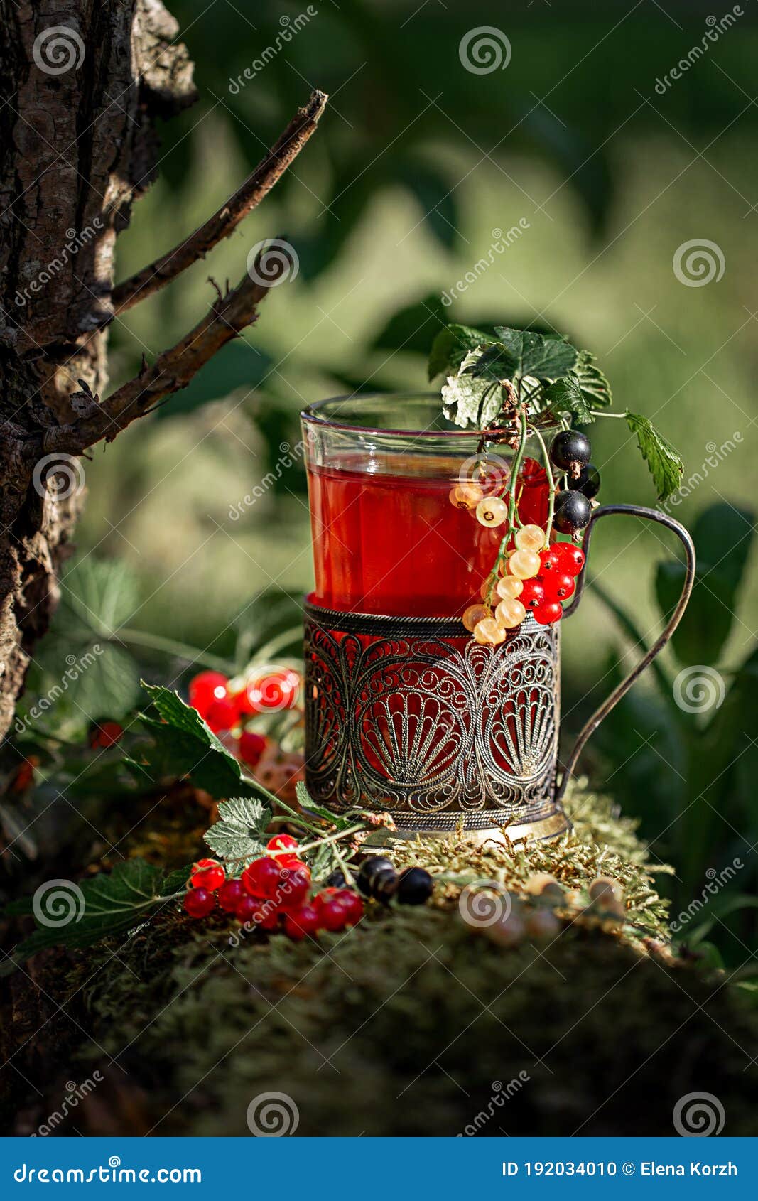 Currant tea in the garden stock photo. Image of currant - 192034010